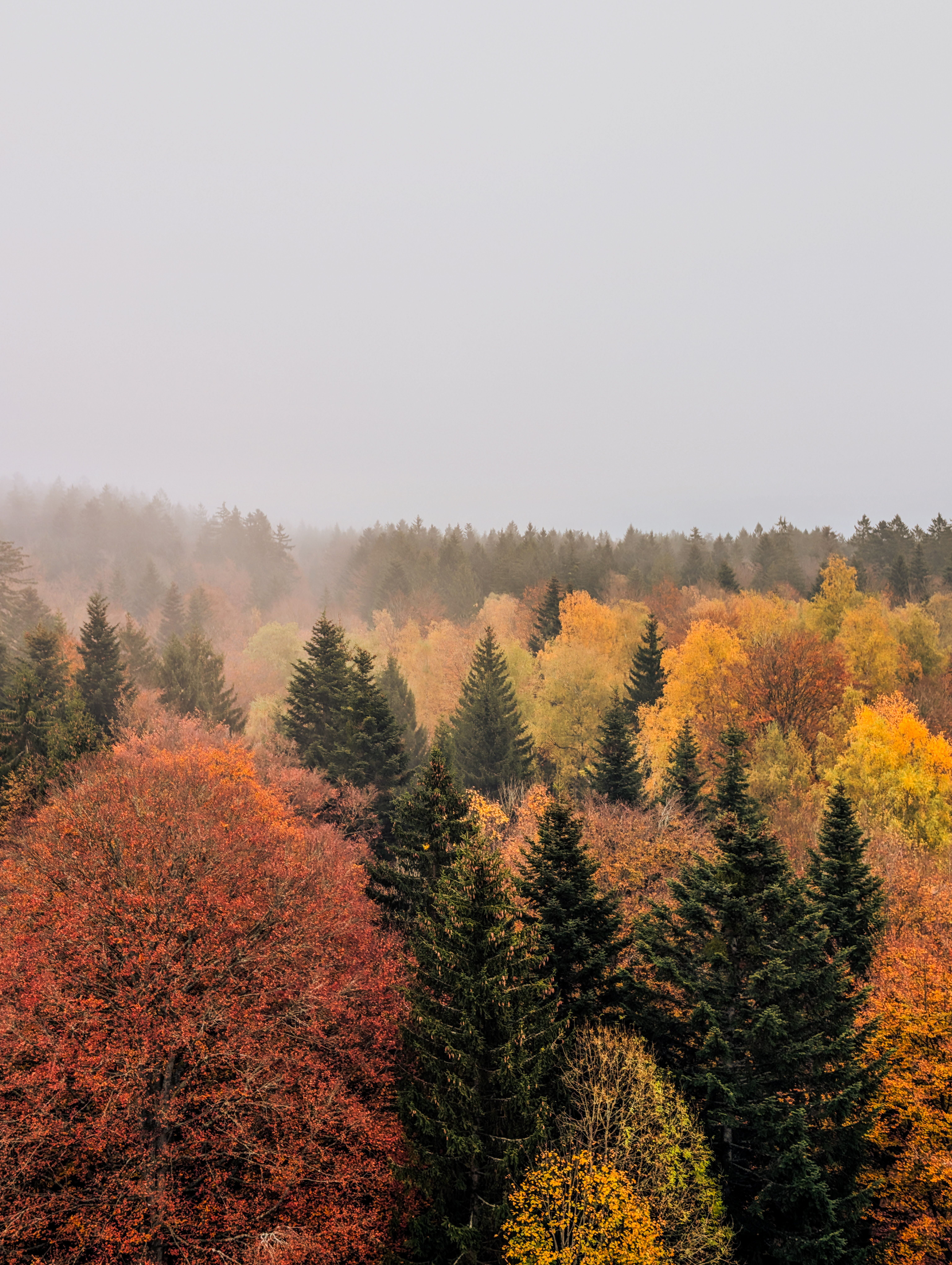 Autumn Colors in Haselbach Forest, Germany · Free Stock Photo
