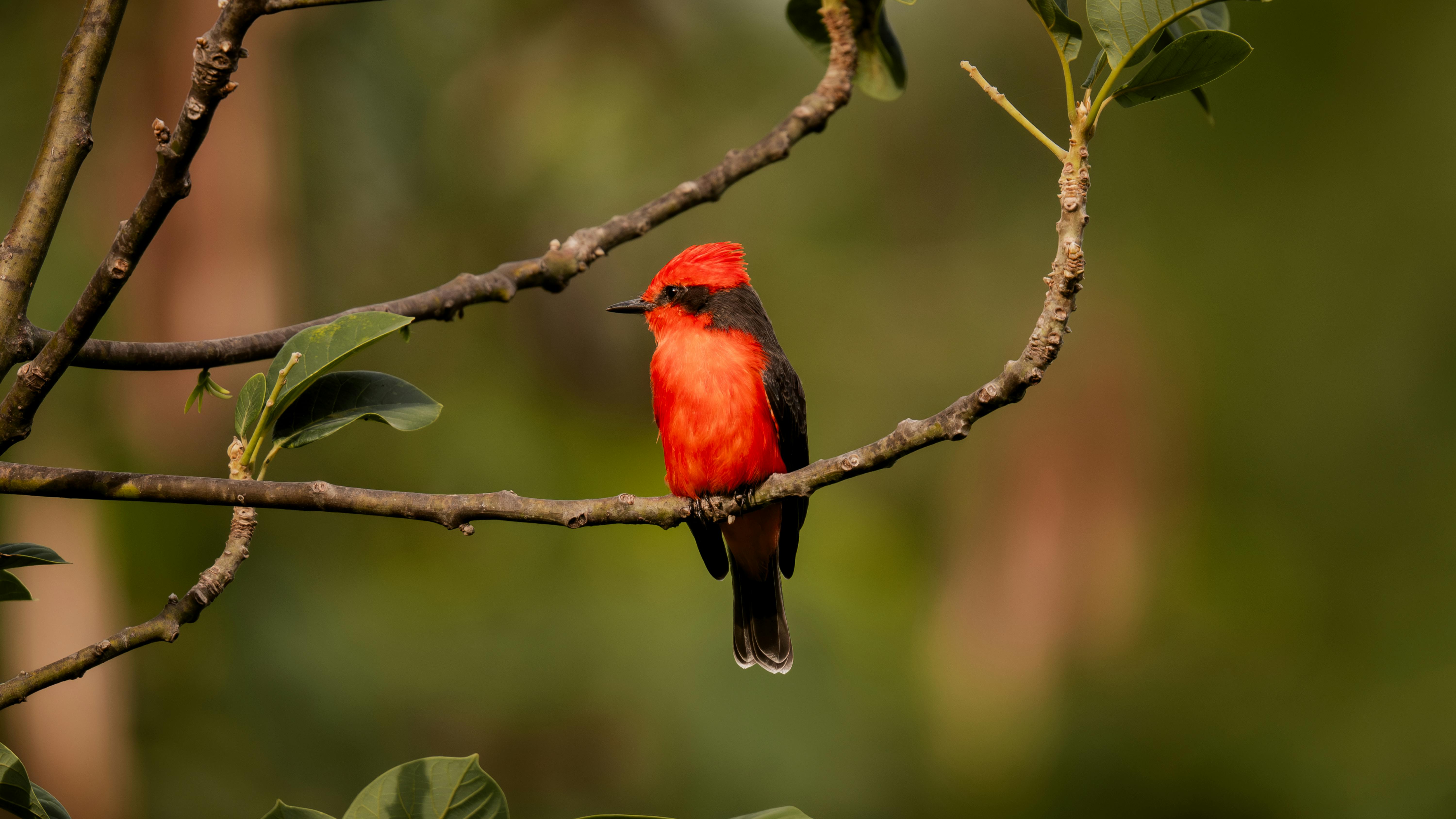 Vivid Vermilion Flycatcher Perched in Colombia · Free Stock Photo