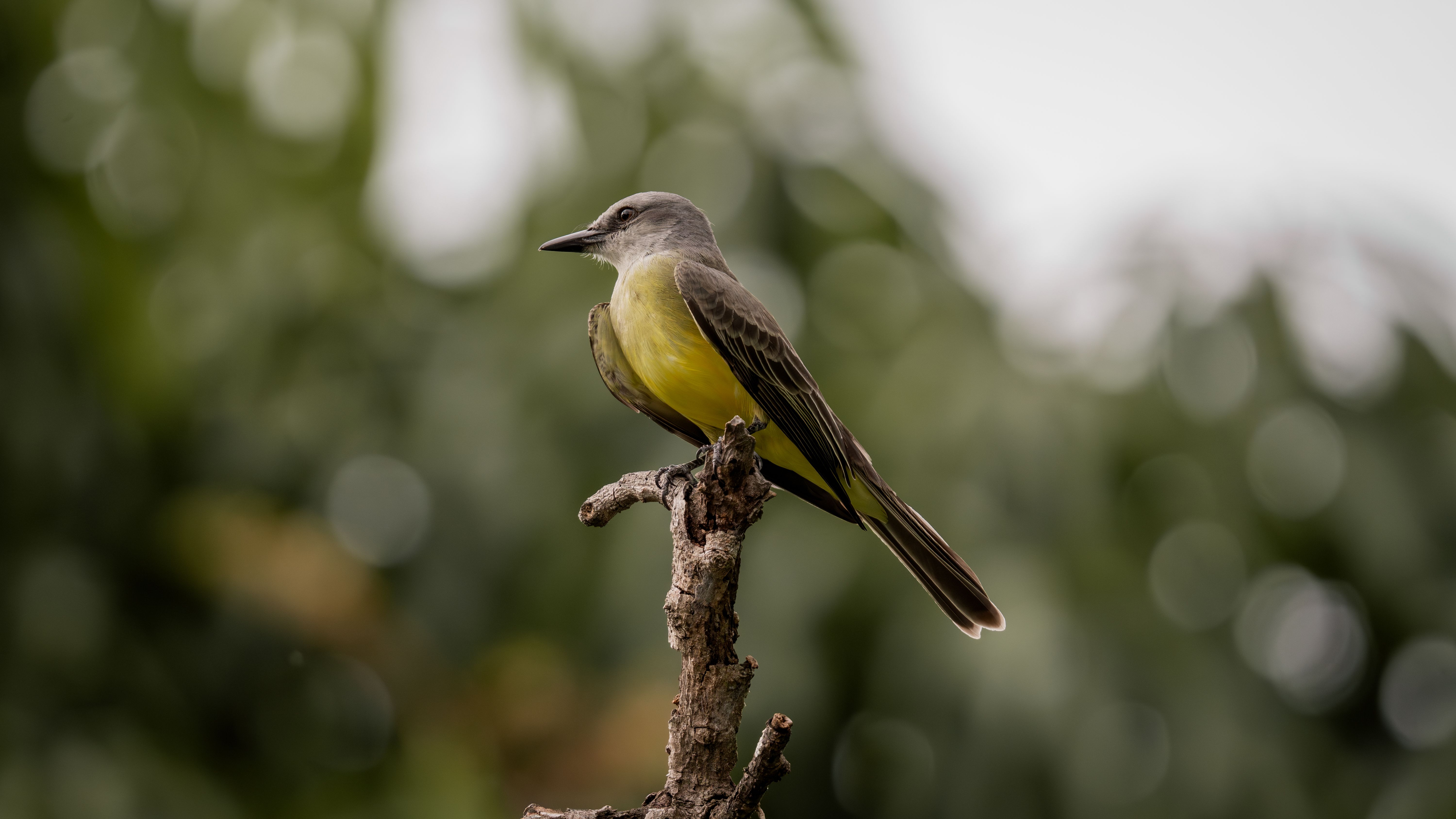 Aves Em Cali, Colômbia, Pájaros De Cores Vivas · Foto profissional gratuita