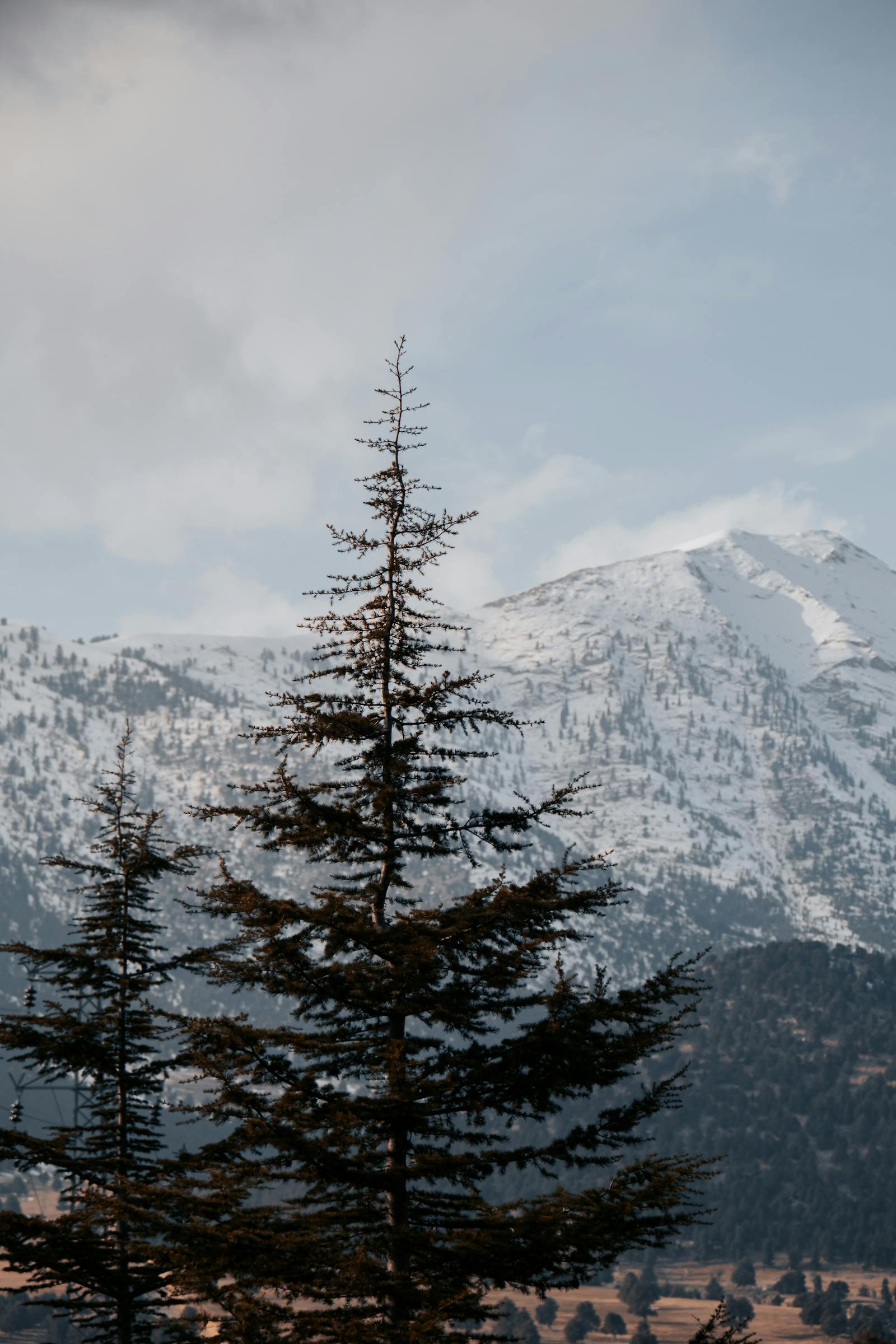 Tree Line Photos, Download The BEST Free Tree Line Stock Photos & HD Images