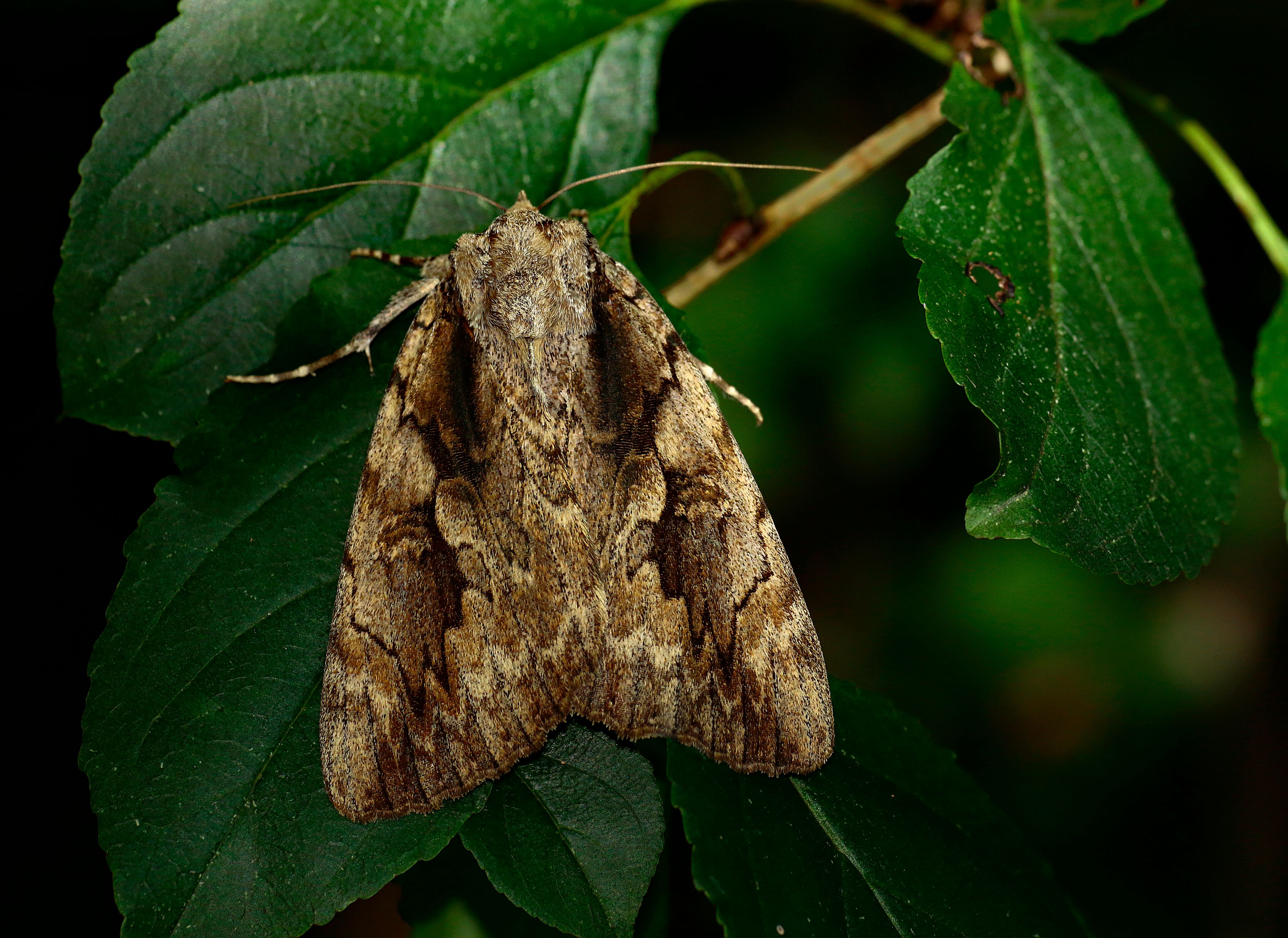 Vibrant Moth Resting on Leaf in Natural Habitat · Free Stock Photo