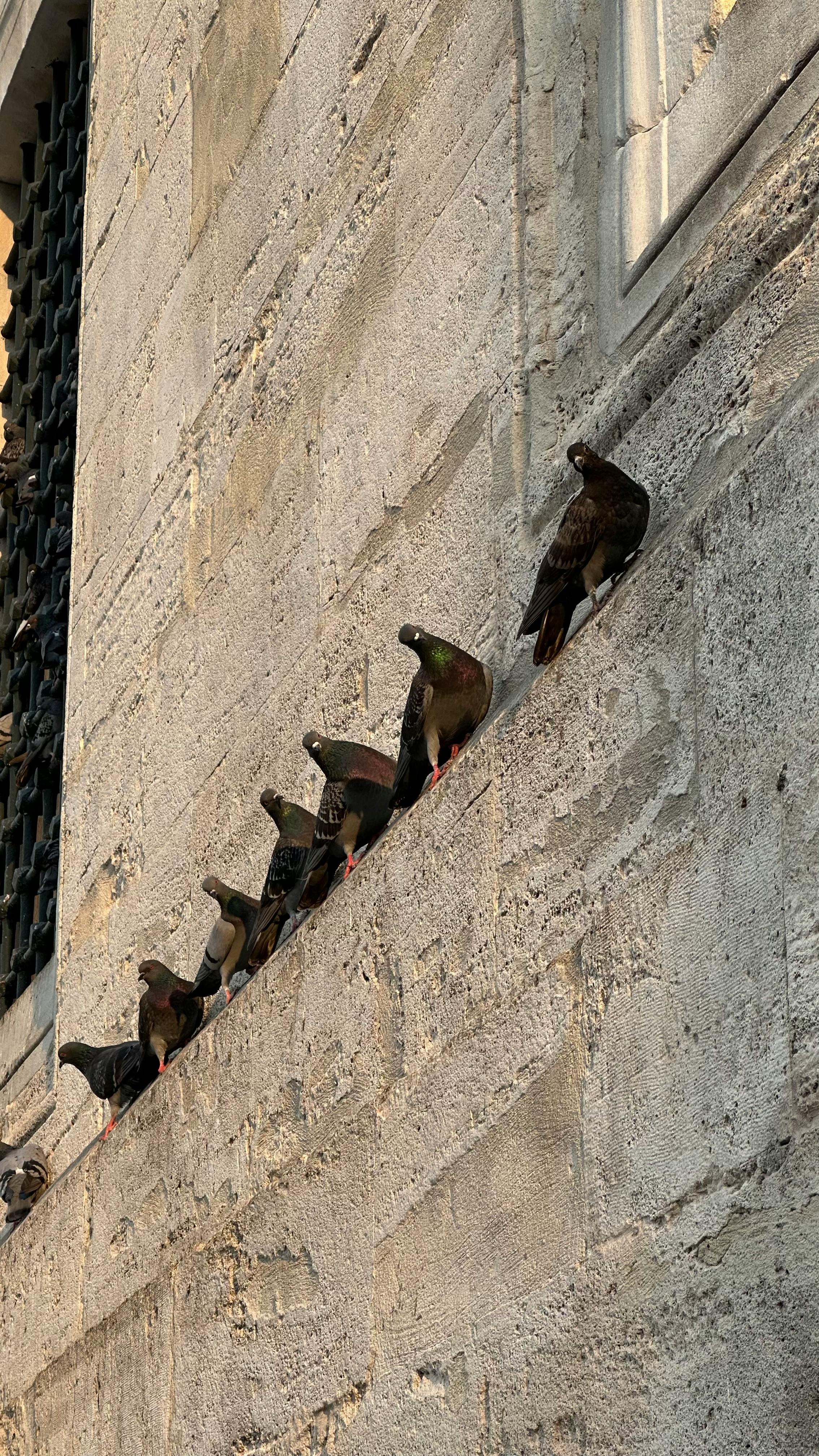Pigeons Perched on Historic Stone Wall · Free Stock Photo
