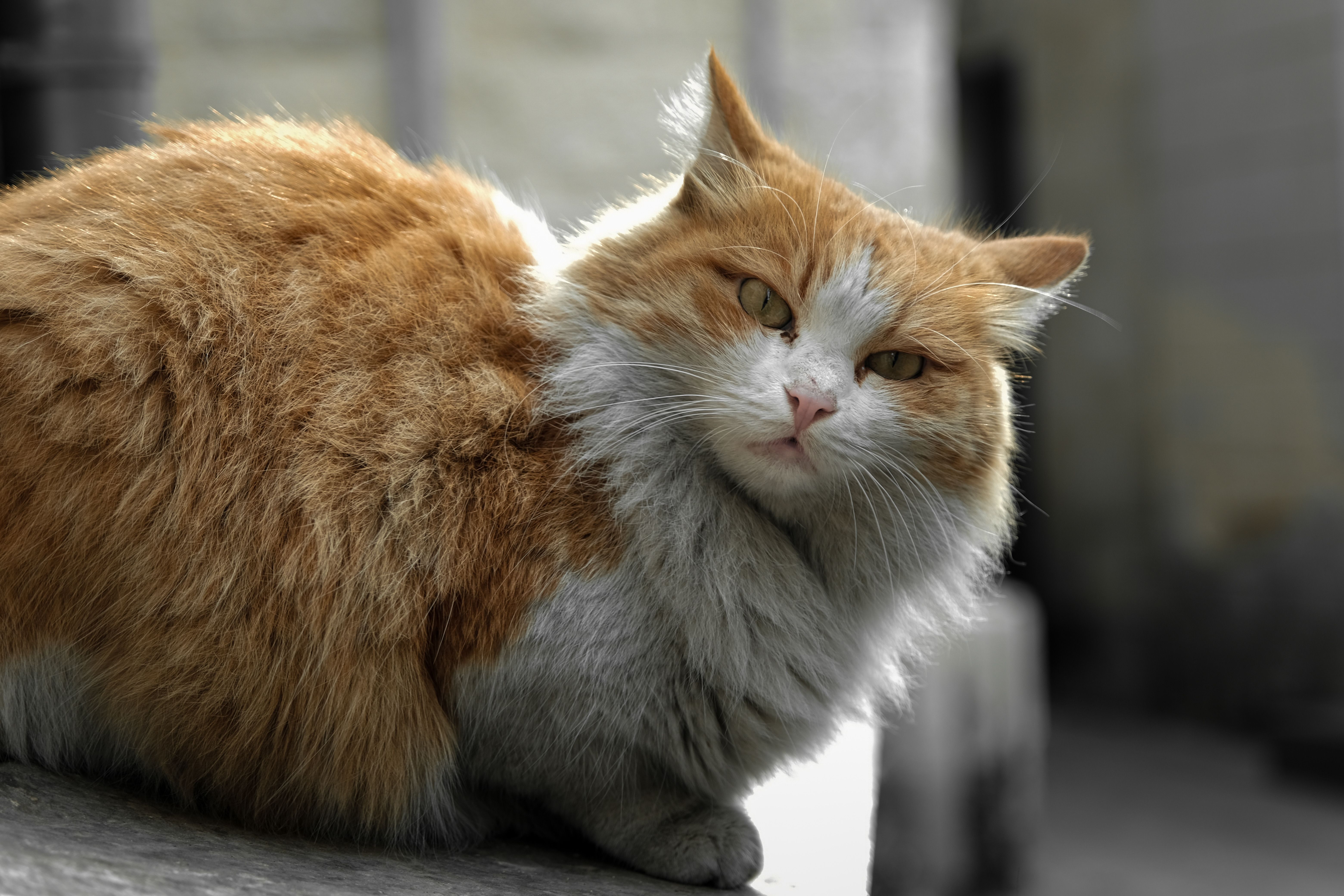Fluffy Ginger and White Cat Outdoors in Focus · Free Stock Photo
