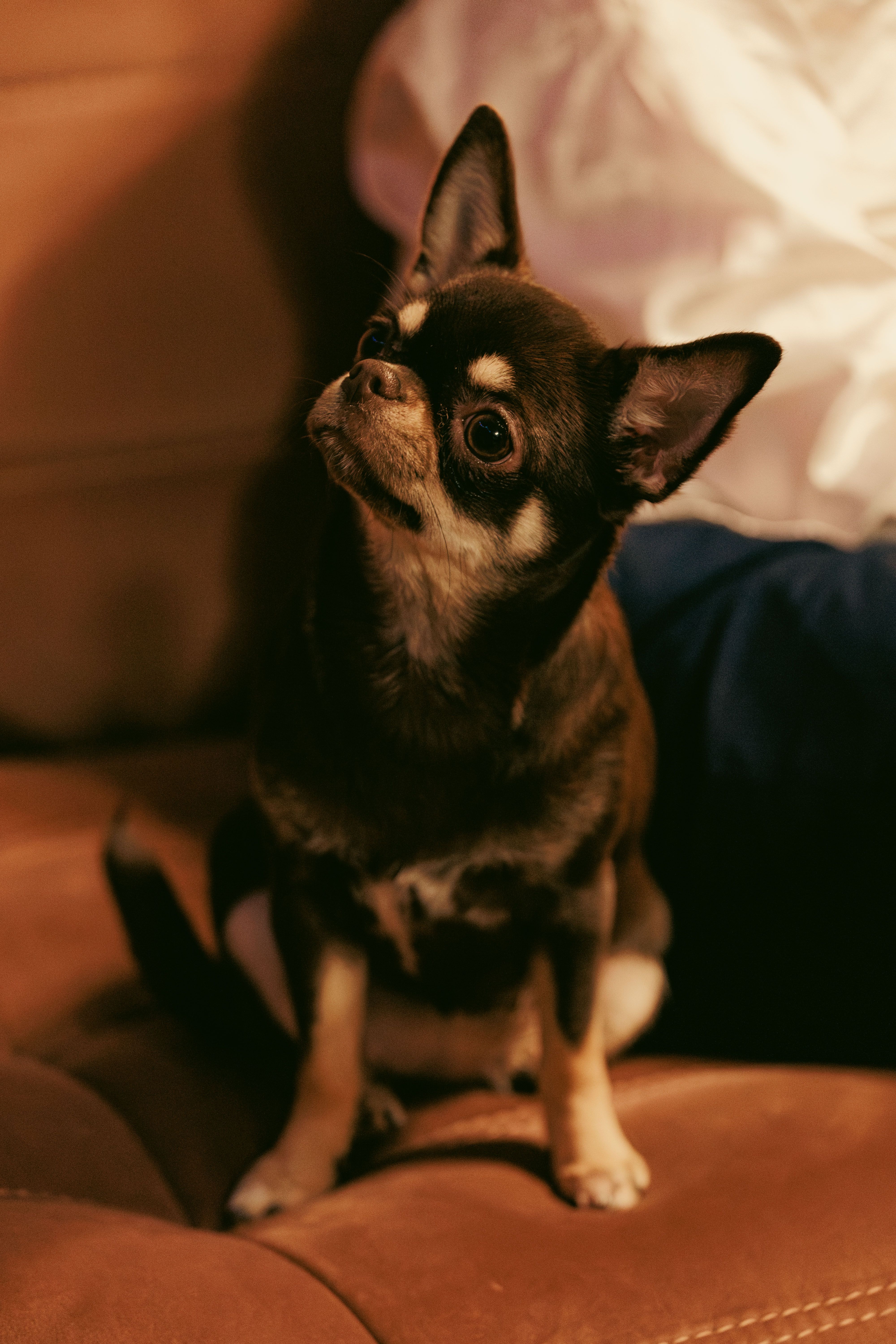 Dog Breed Photos, Download The BEST Free Dog Breed Stock Photos & HD Images