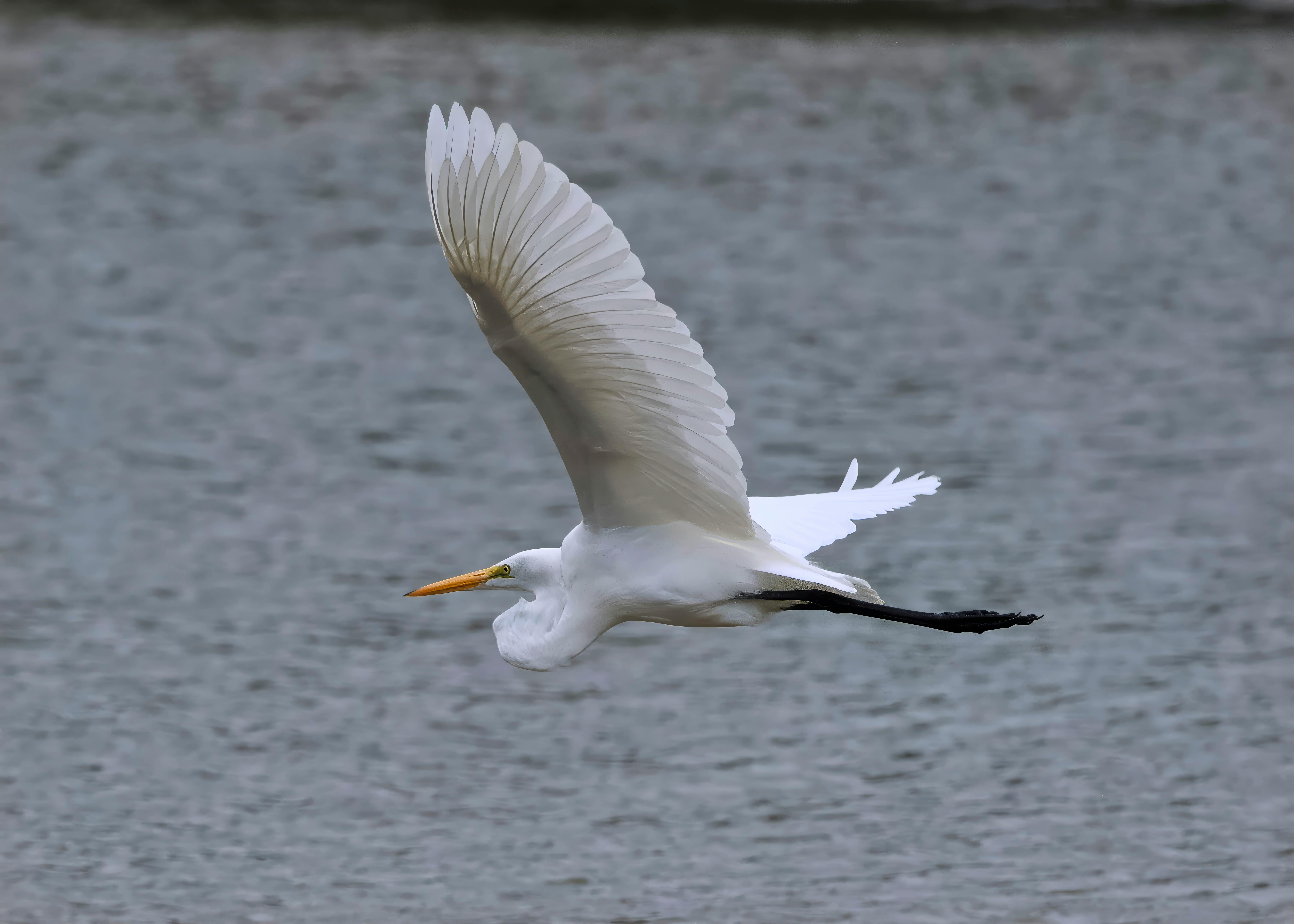 Gray Scale Photography of Bird · Free Stock Photo