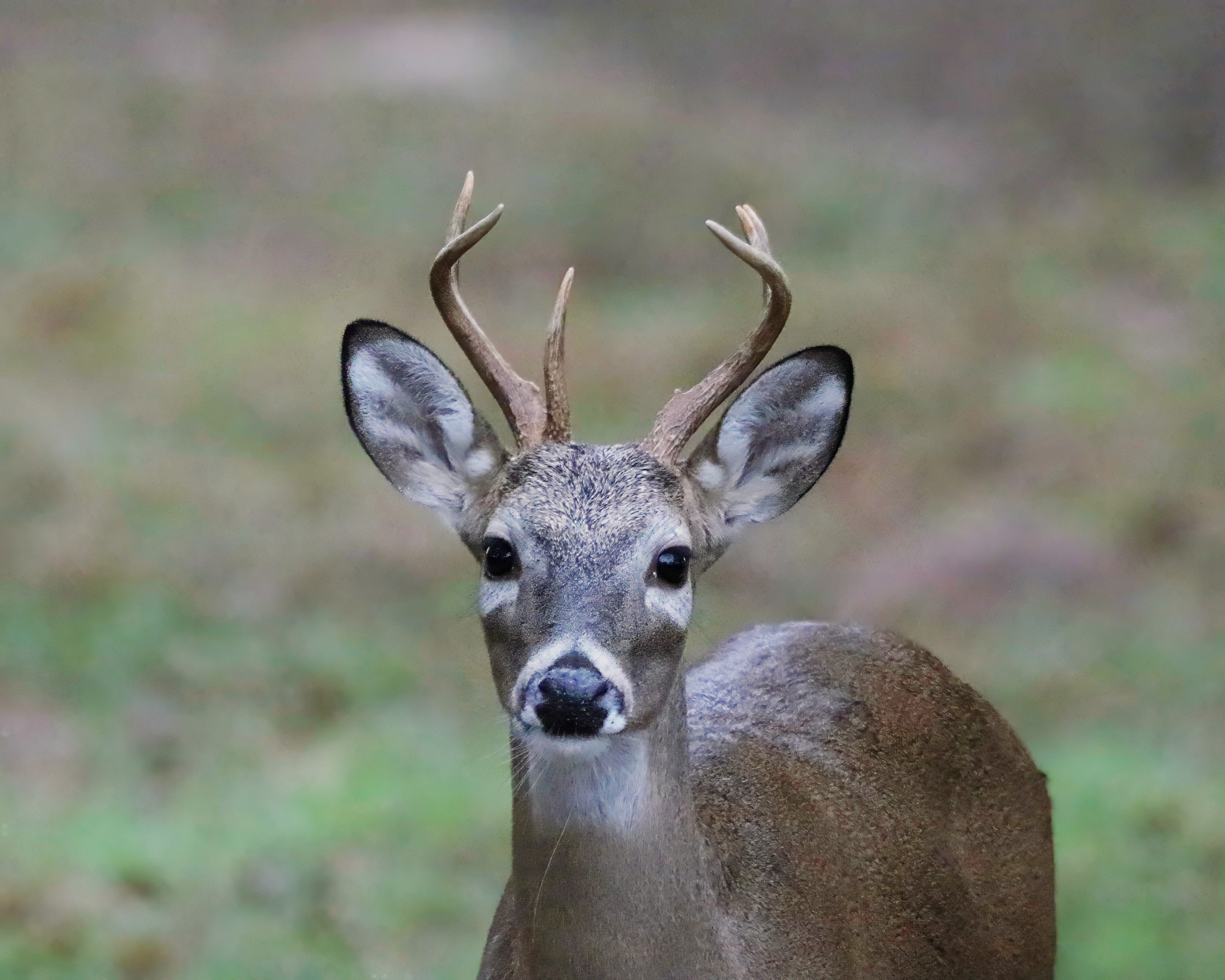 Close-Up of a Wild White-Tailed Deer in Nature · Free Stock Photo