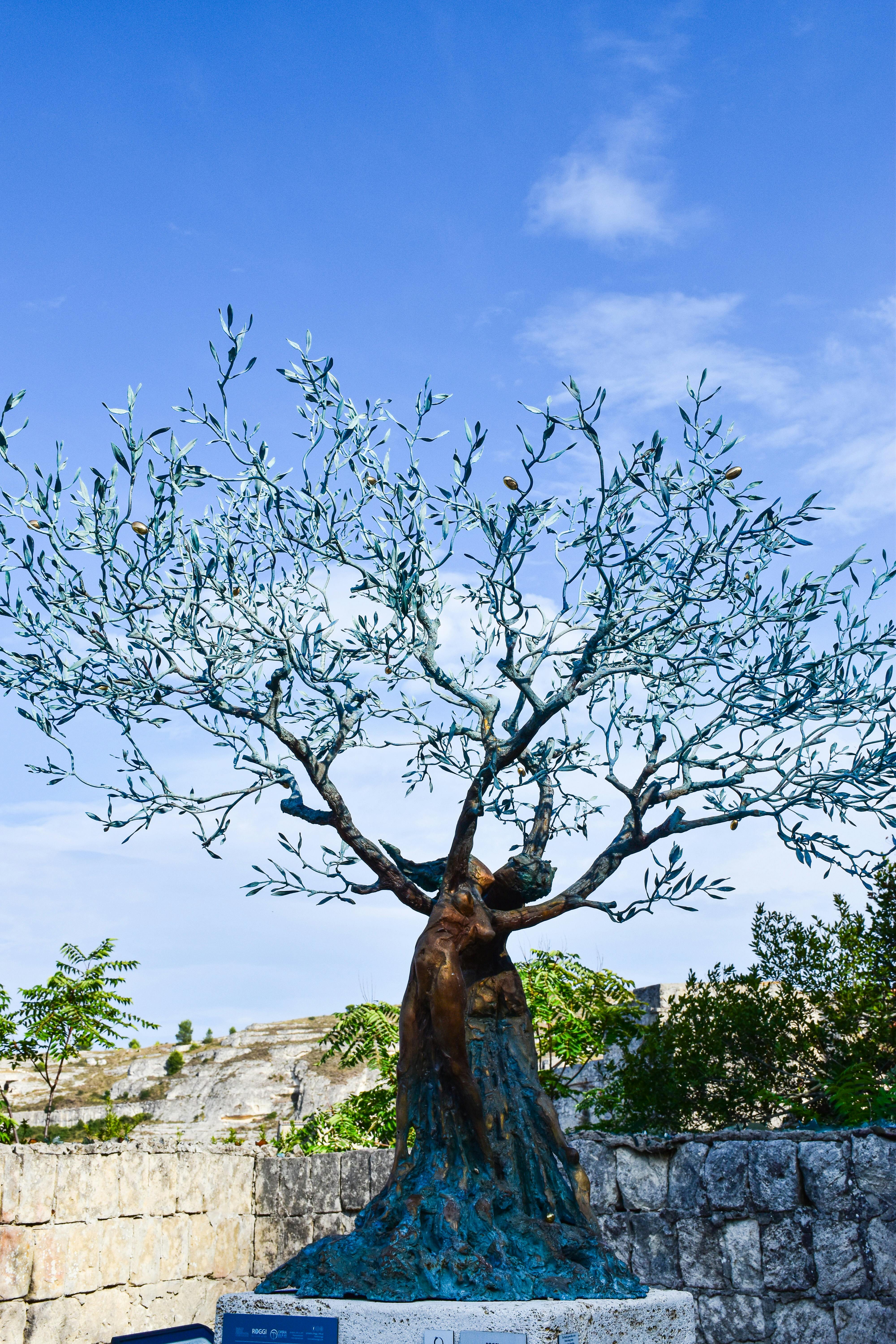 Sculptural Olive Tree in Apulia, Italy · Free Stock Photo