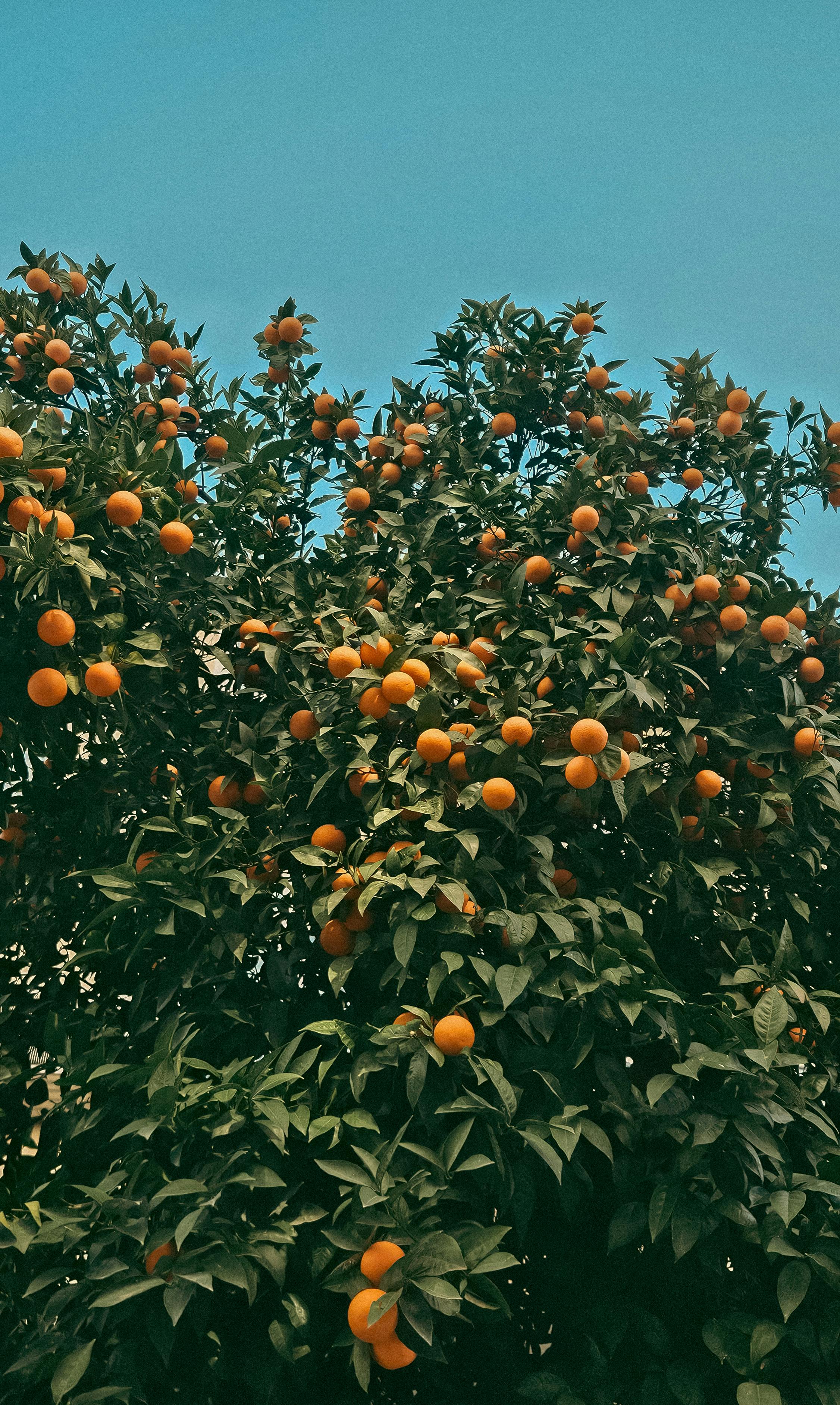 Fruit Farm Photos, Download The BEST Free Fruit Farm Stock Photos & HD ...