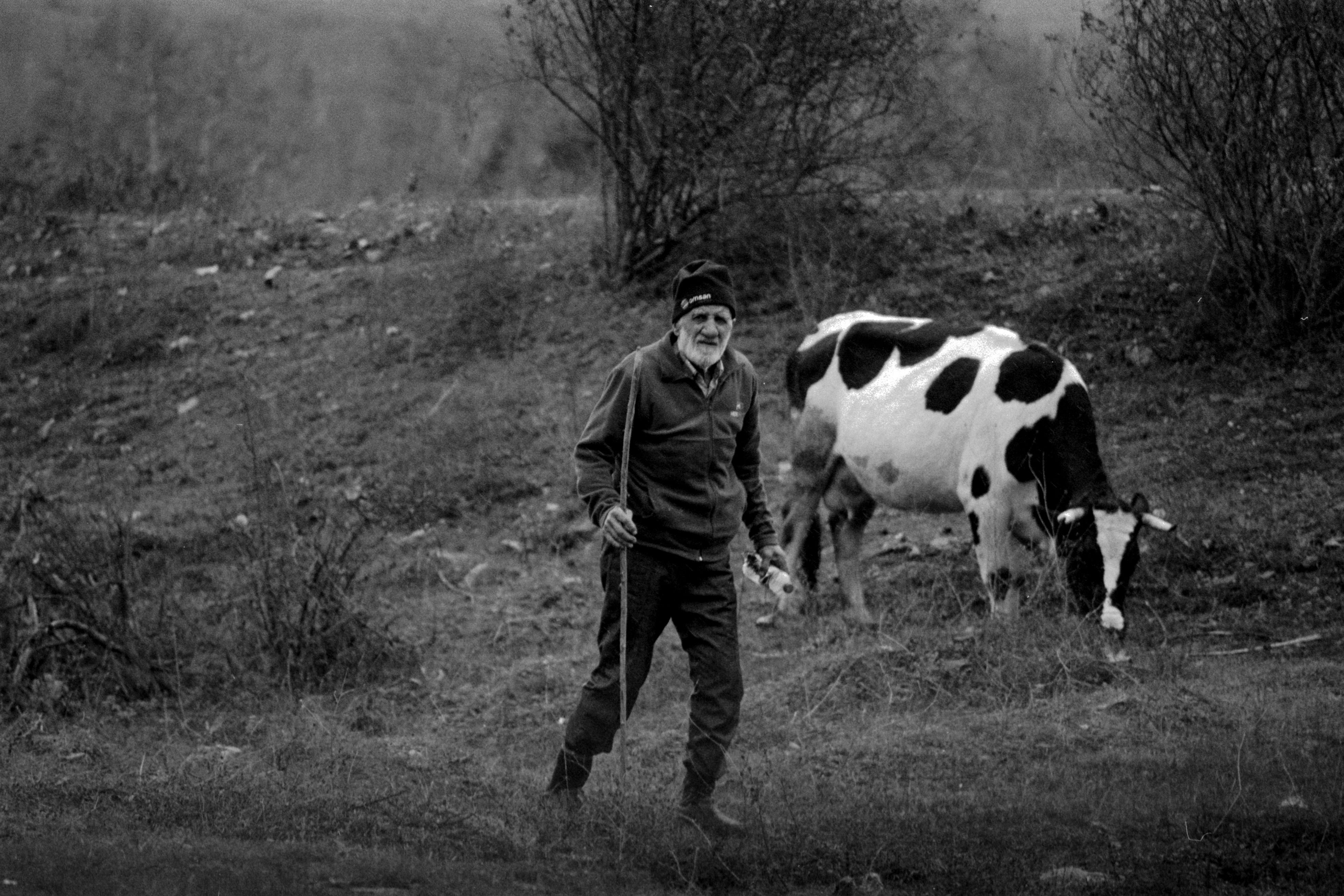 Elderly Man Walking with Cow in Rural Türkiye · Free Stock Photo