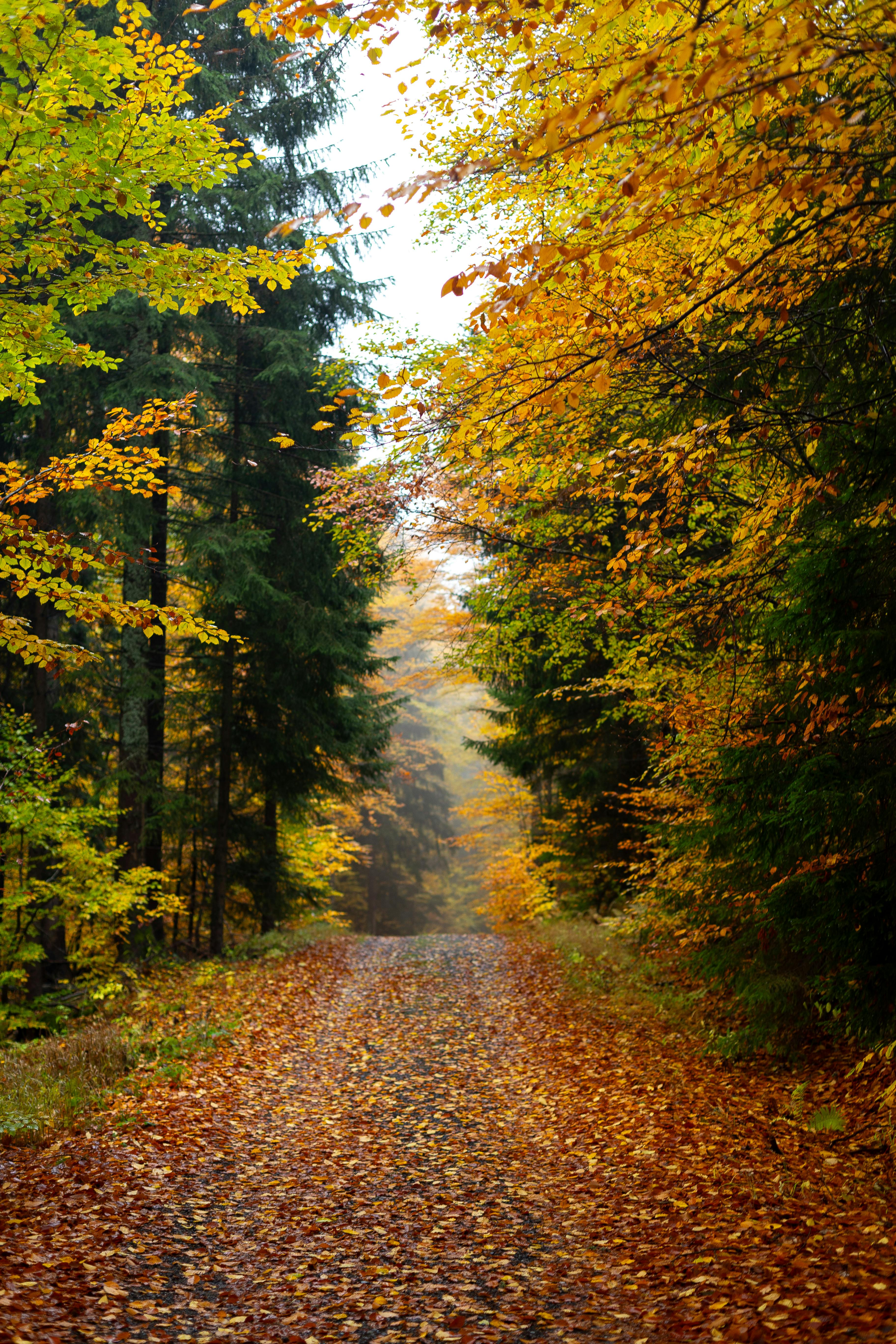 Autumn Forest Pathway with Vibrant Foliage · Free Stock Photo