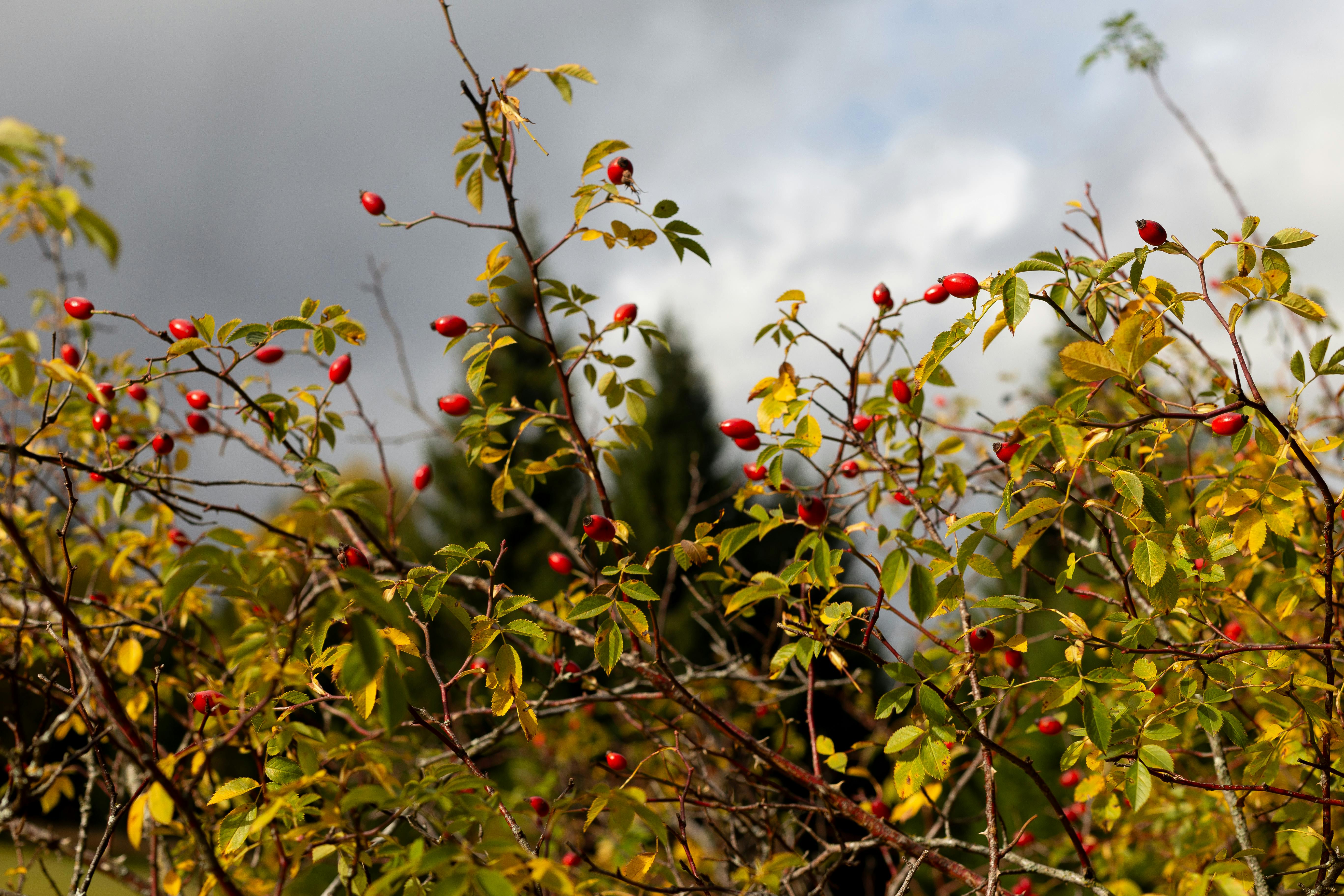 Wild Rose Bushes Identification: A Guide to Recognizing Them