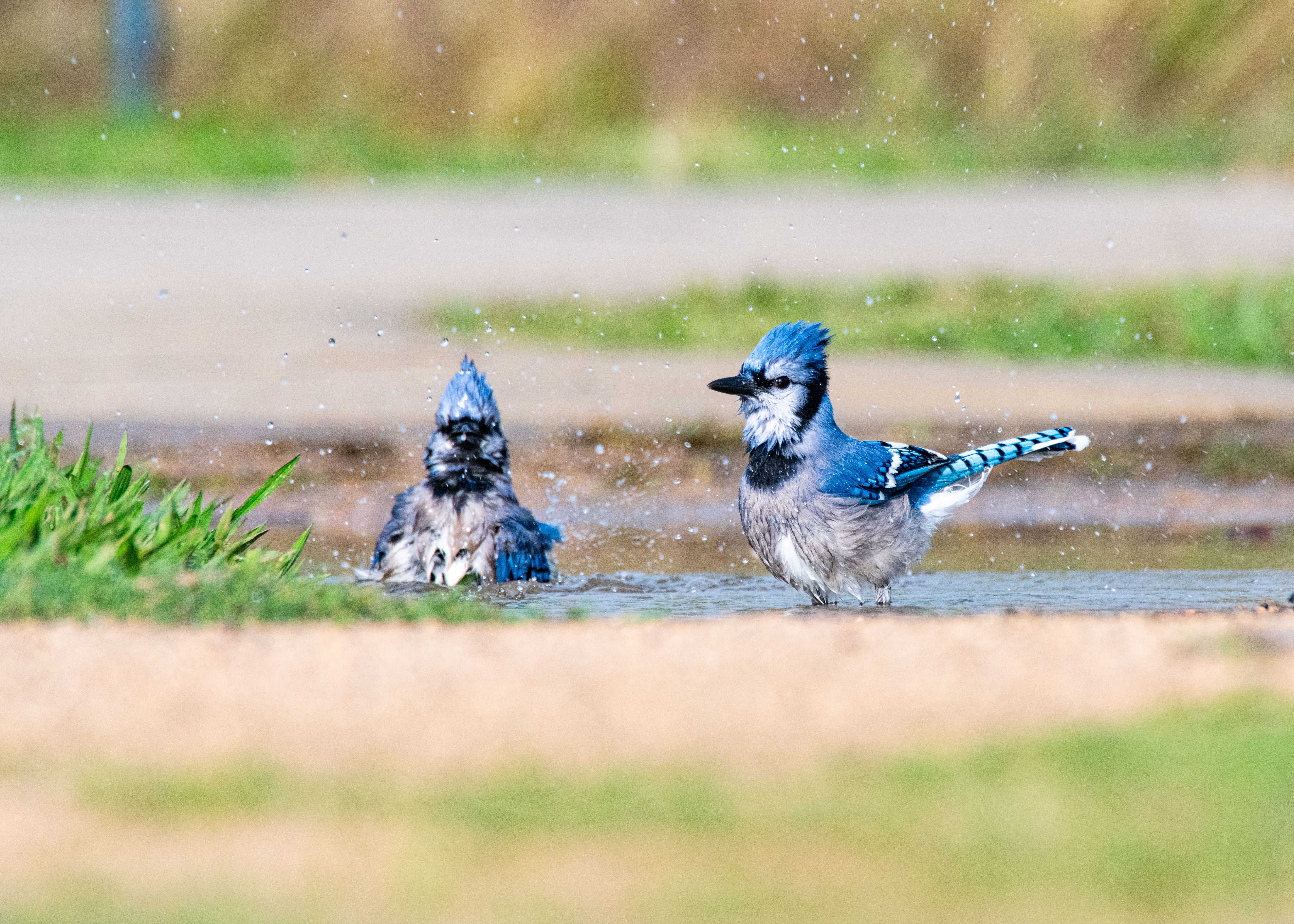 Playful Blue Jays Bathing in a Puddle Outdoors · Free Stock Photo