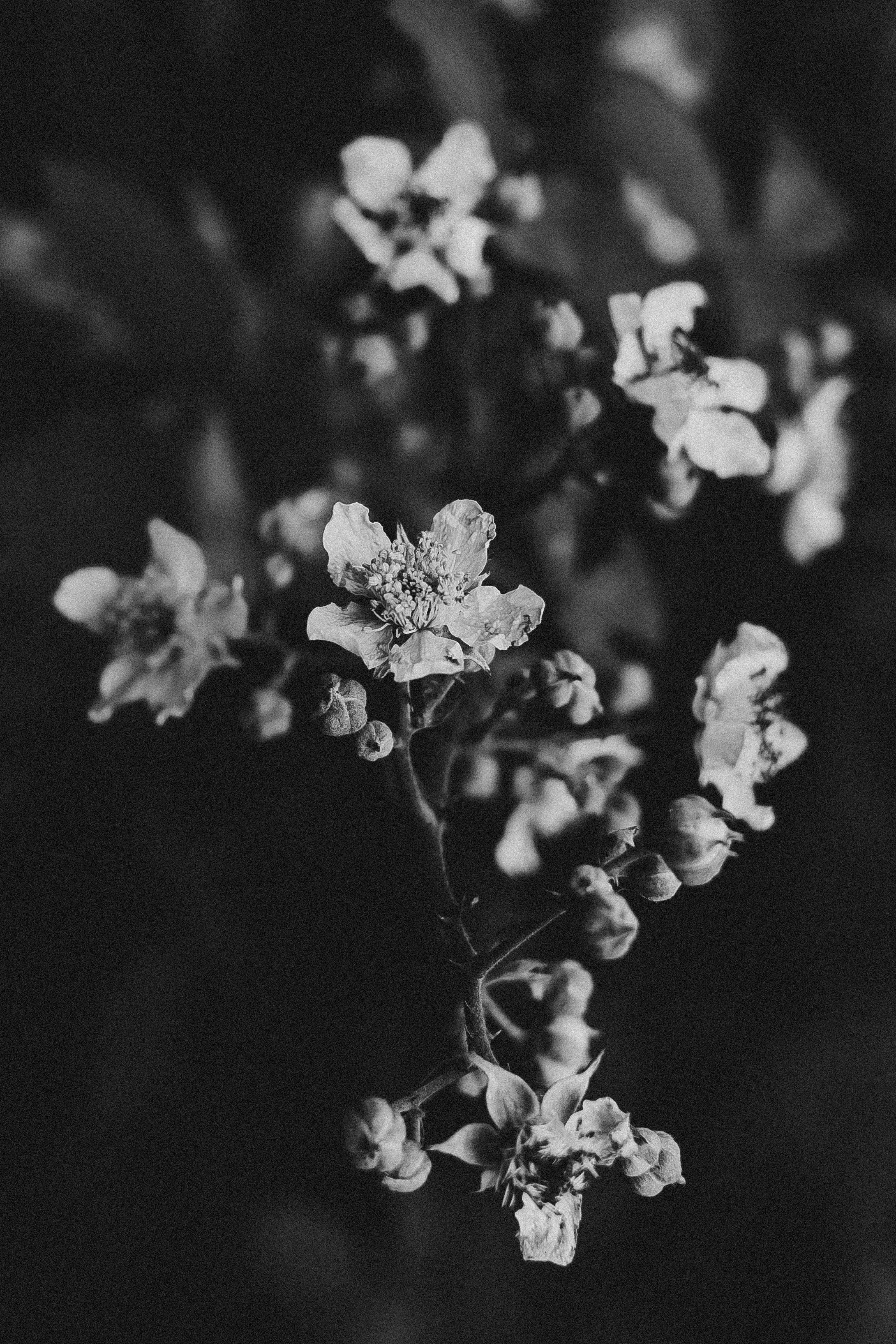 Grey Scale Photography of Flowers · Free Stock Photo