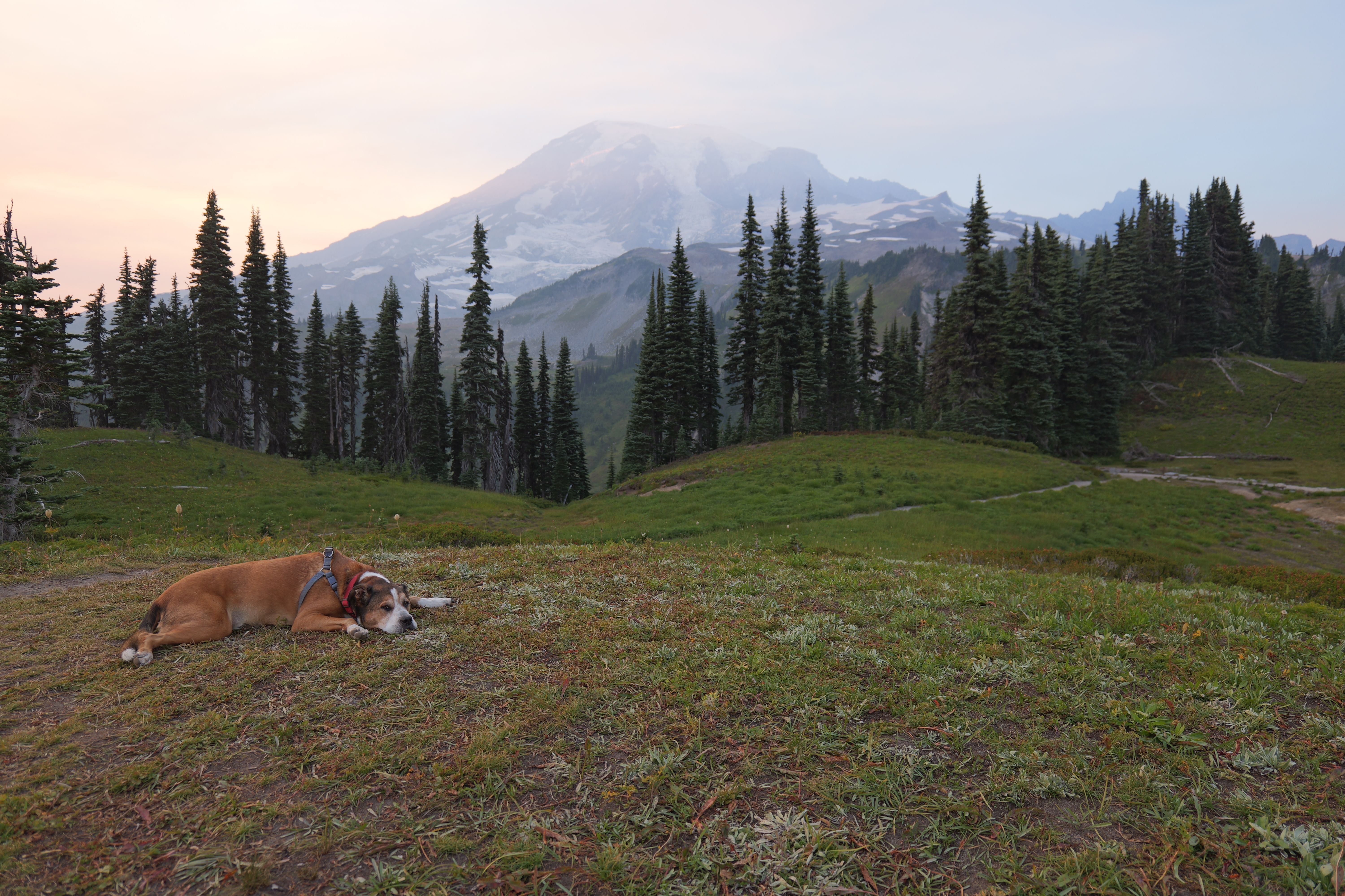 Sunset Park Mount Rainier Photos, Download The BEST Free Sunset Park ...
