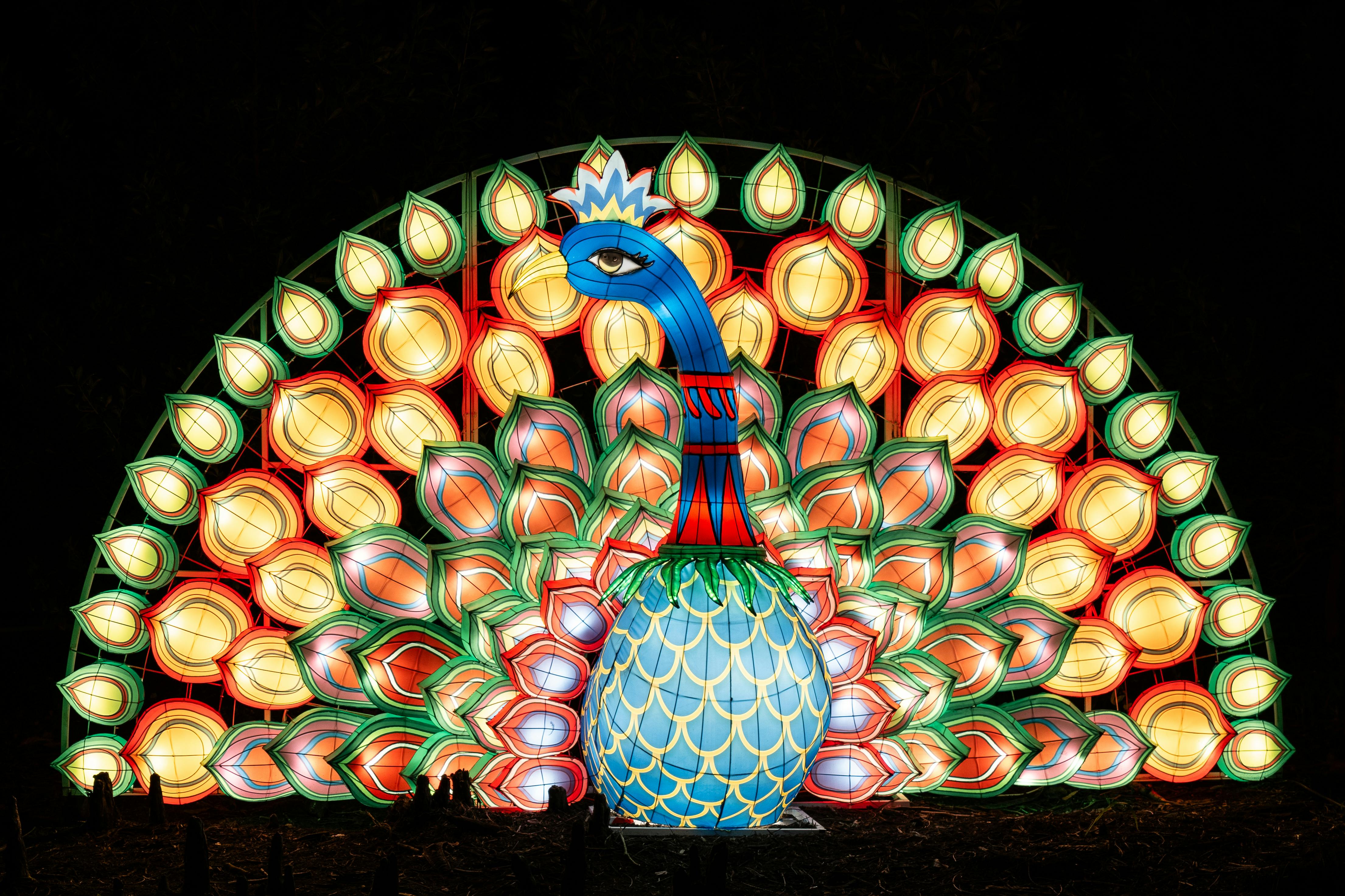 Vibrant Peacock Light Display in Miami · Free Stock Photo