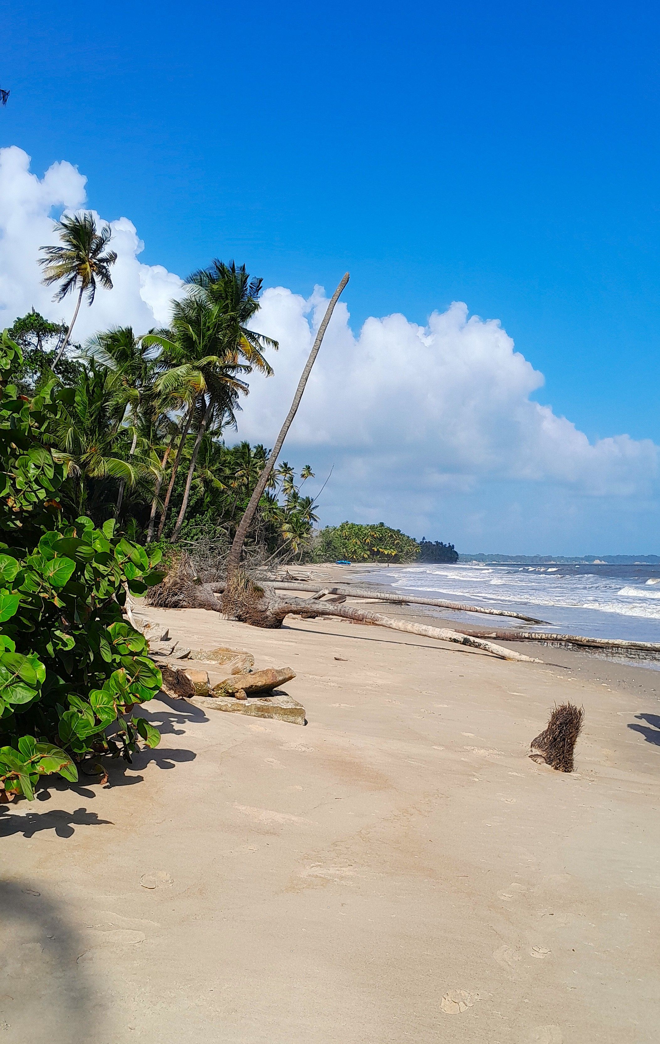 Tropical Beach Landscape in Trinidad and Tobago · Free Stock Photo