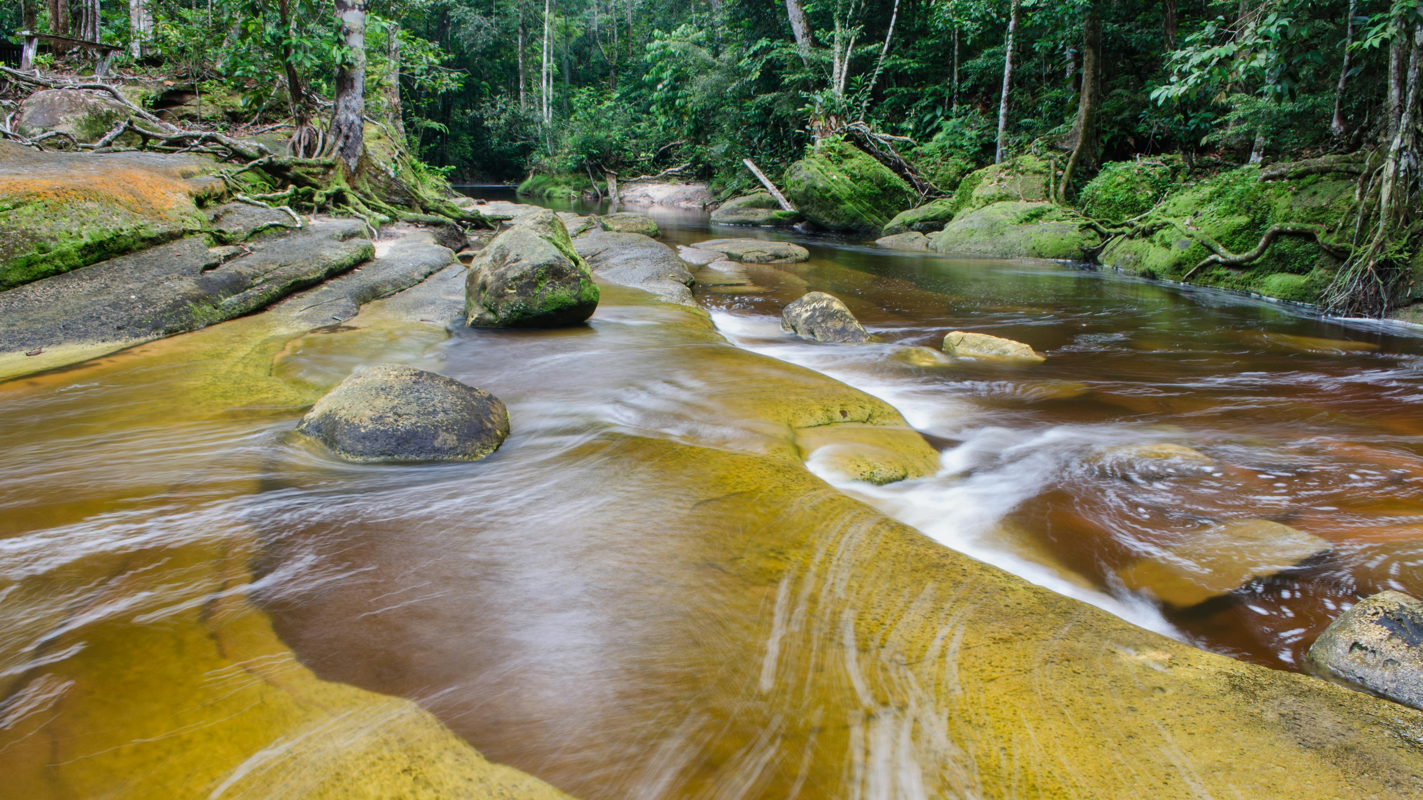 Lush Amazon Rainforest Stream in Brazil · Free Stock Photo