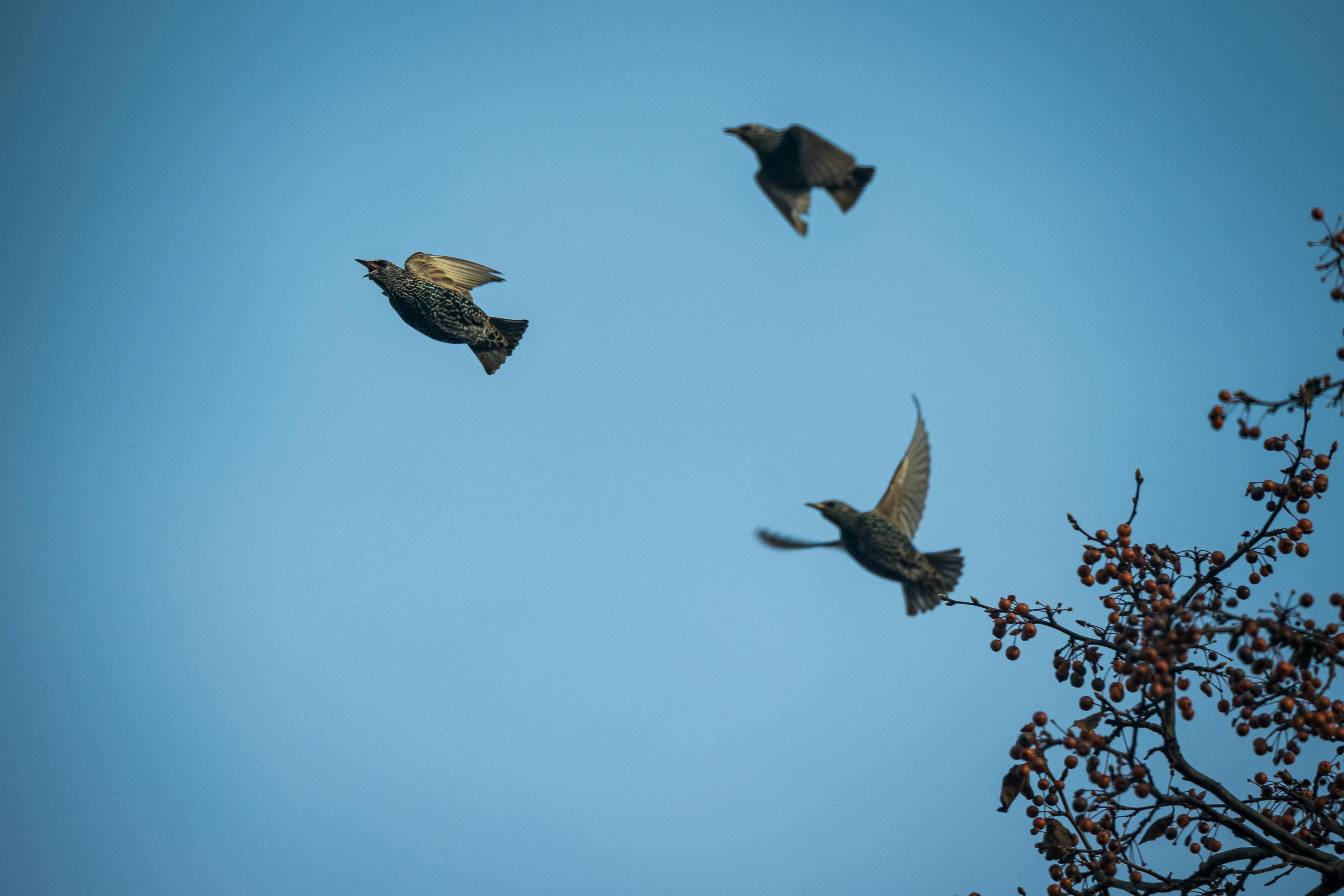 Three Birds Flying Over Tree with Autumn Berries · Free Stock Photo