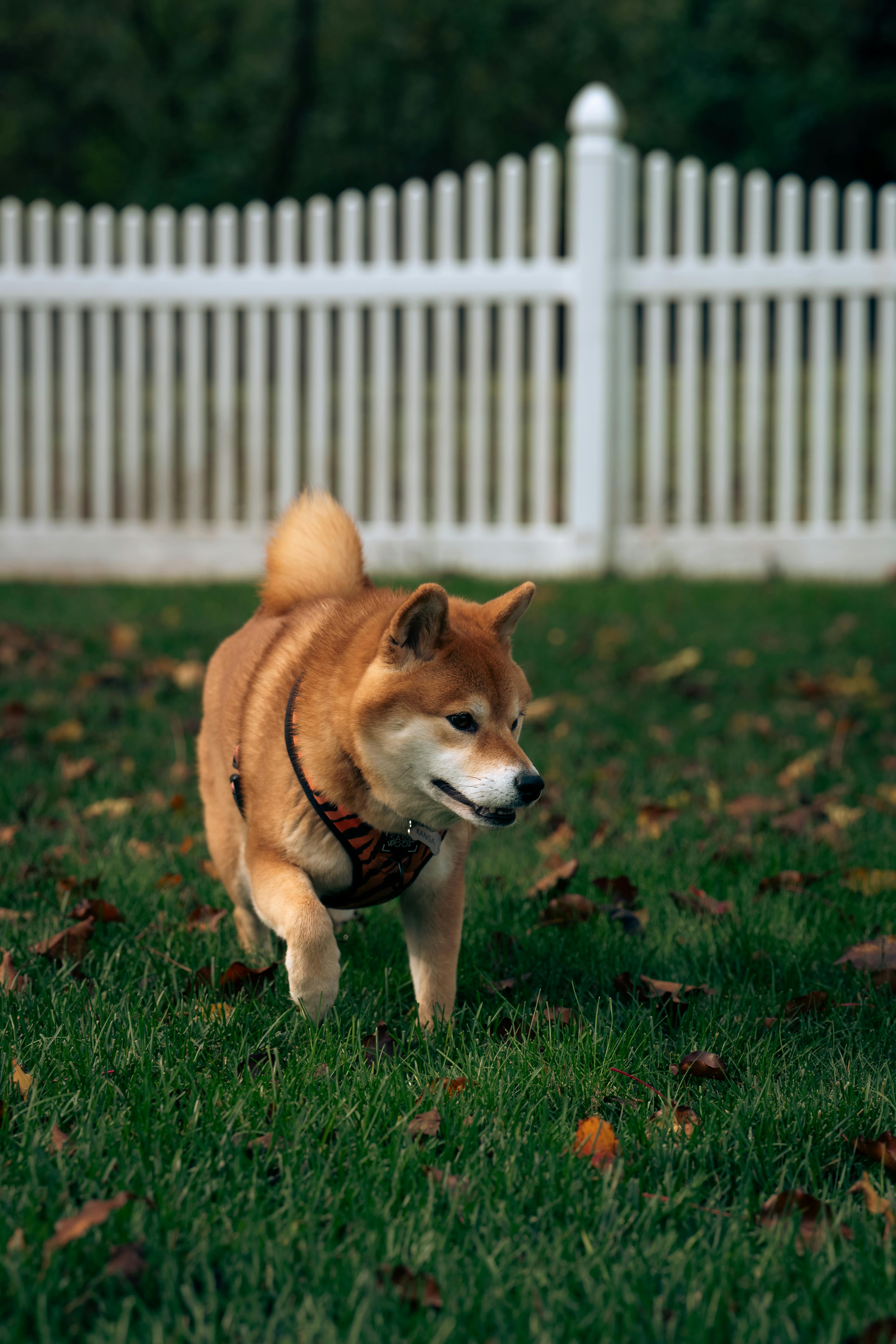 Shiba Inu Dog Playing in Autumn Backyard · Free Stock Photo