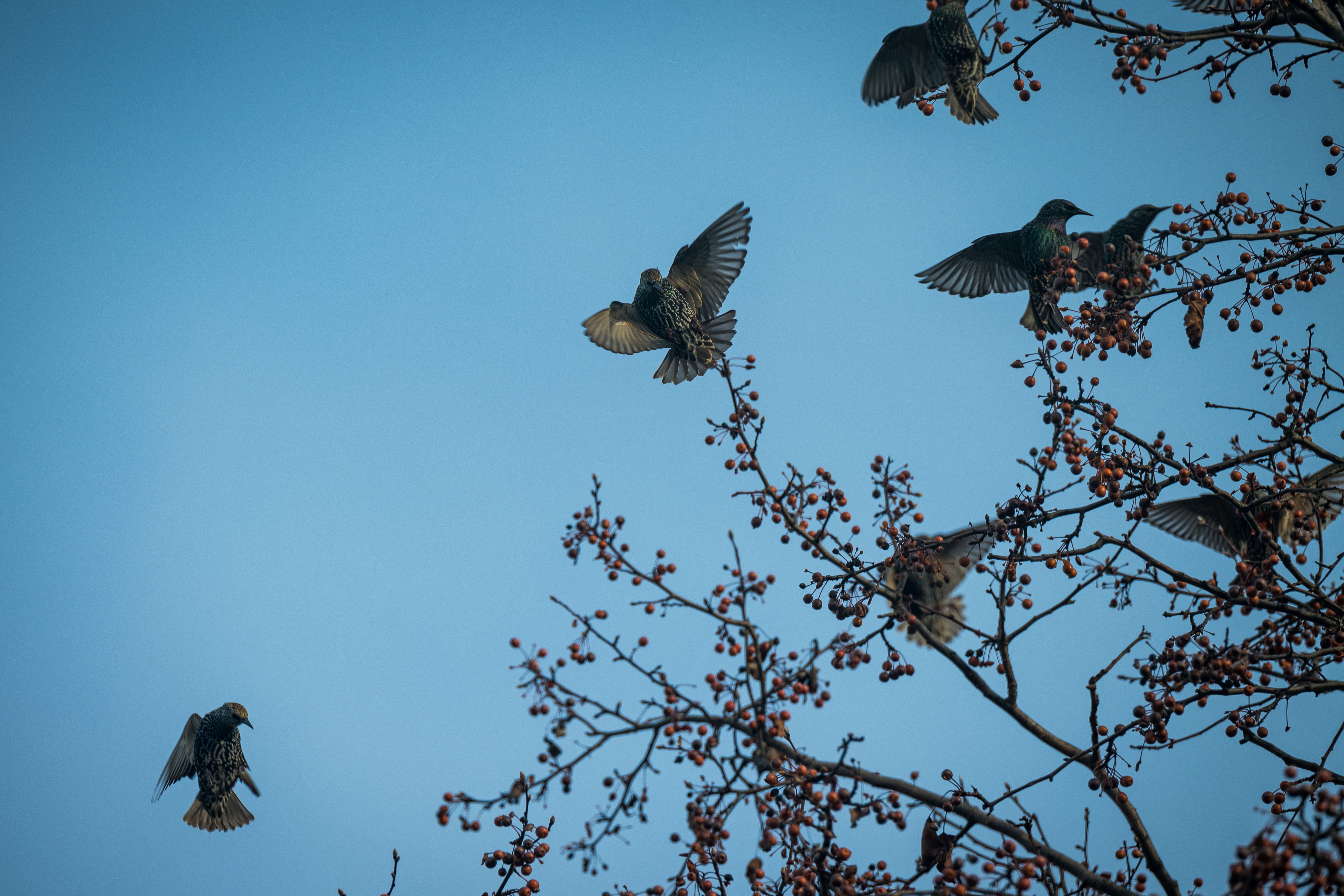 Flock of Starlings in Winter Branches · Free Stock Photo