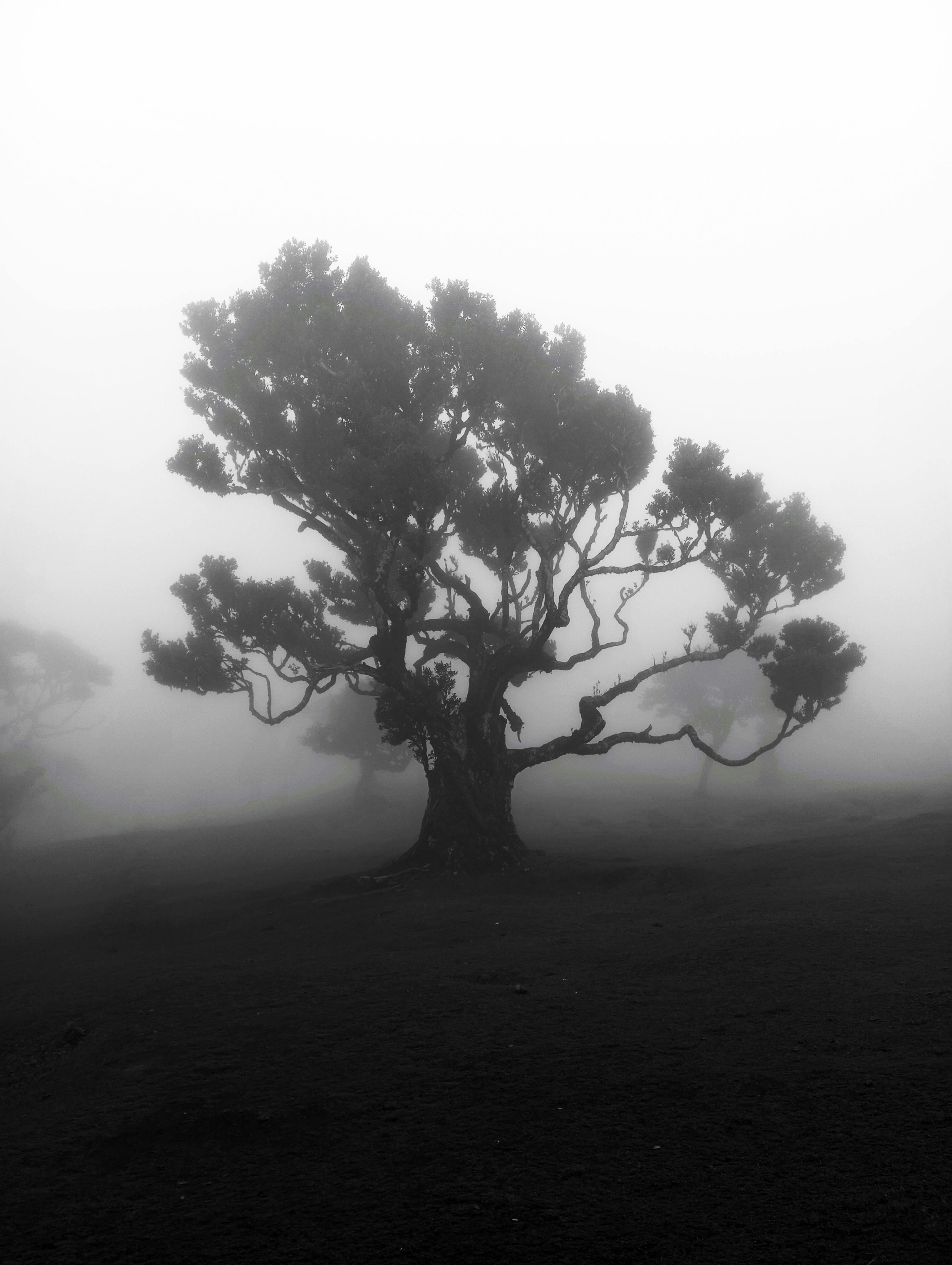 Abstract Nature Tree Photos, Download The BEST Free Abstract Nature ...