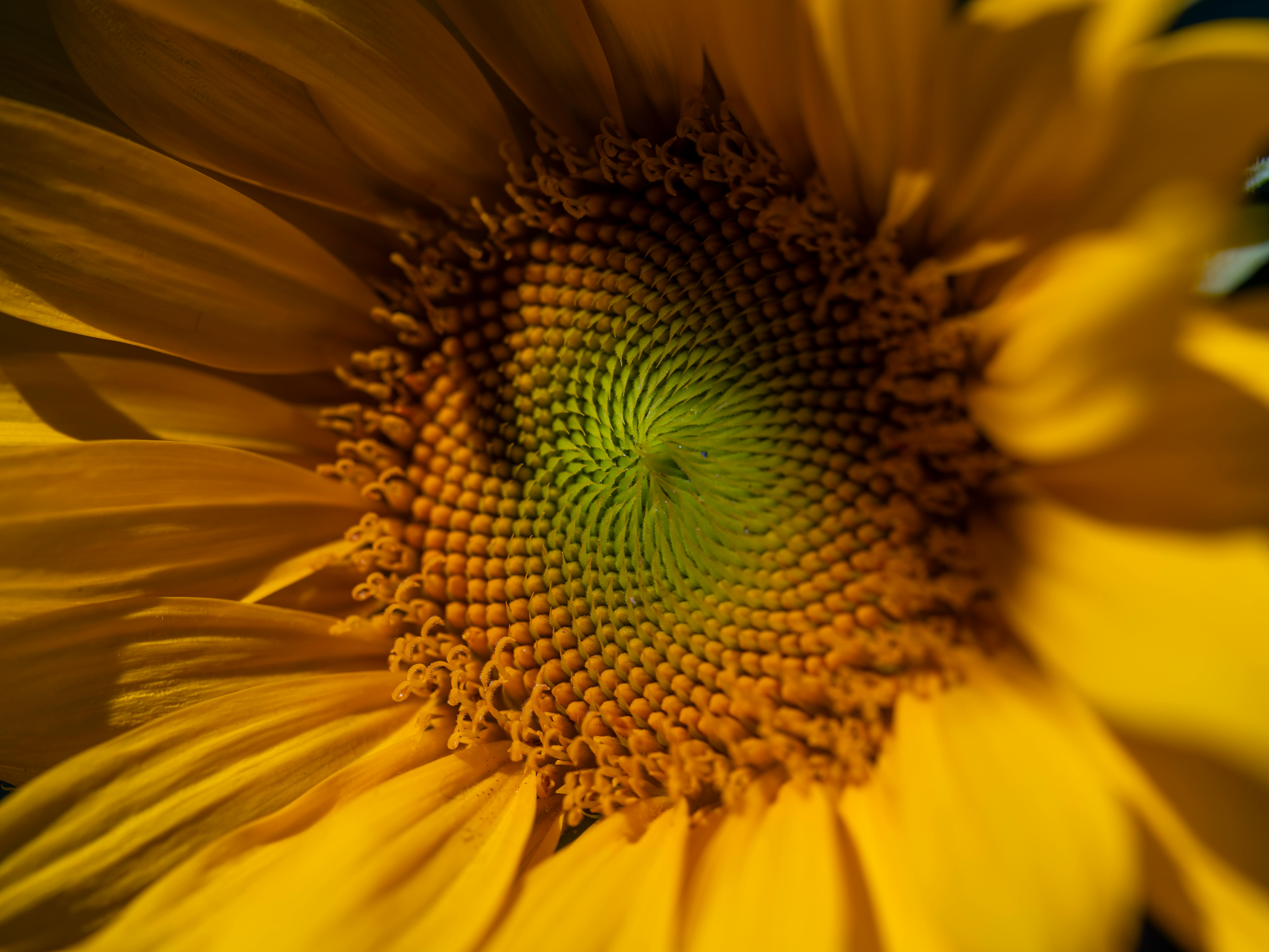 Vibrant Macro Shot of Yellow Sunflower Bloom · Free Stock Photo