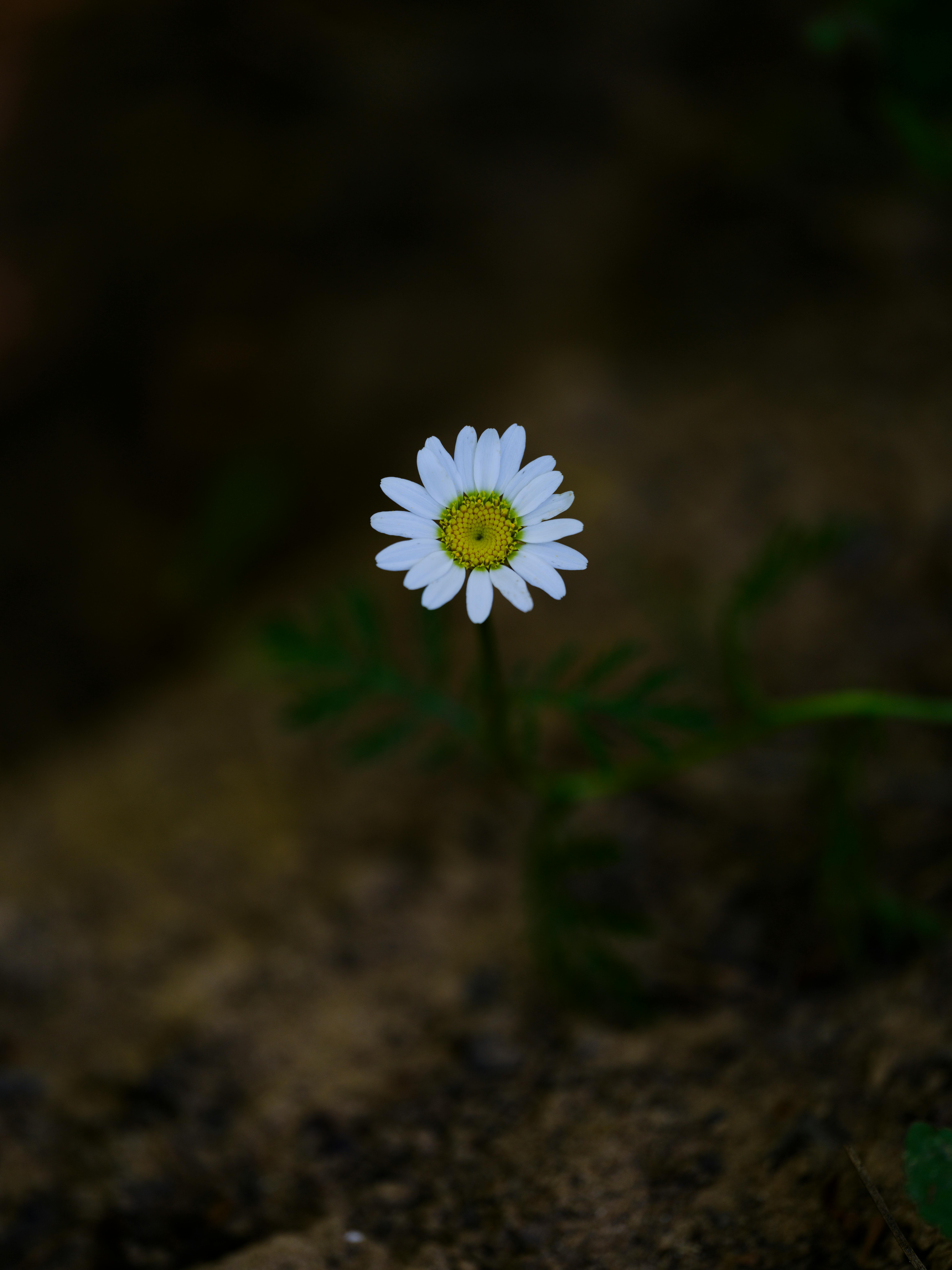 Close-Up of Single White Daisy Flower · Free Stock Photo