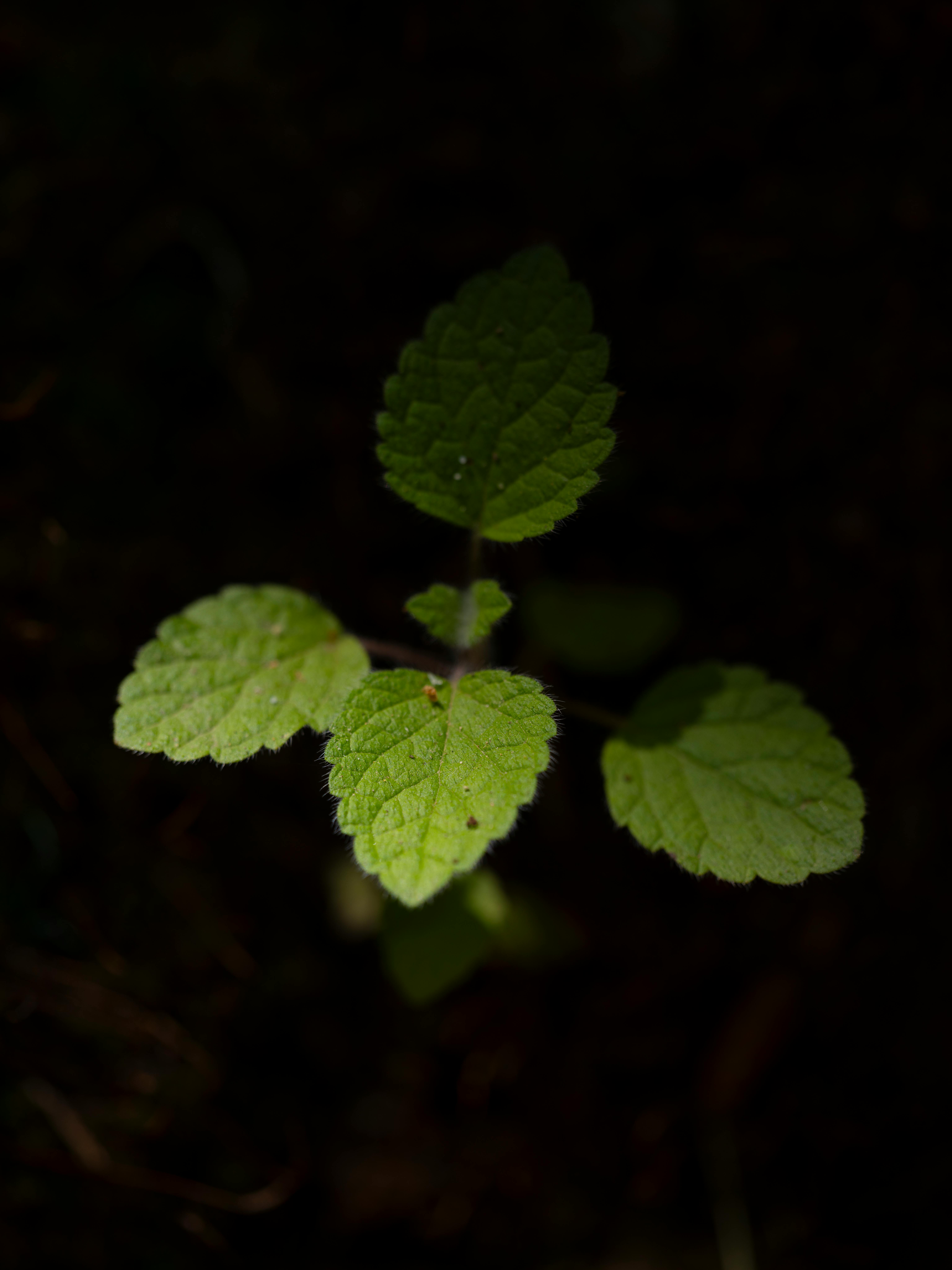 Mint Tree Forest Photos, Download The BEST Free Mint Tree Forest Stock ...