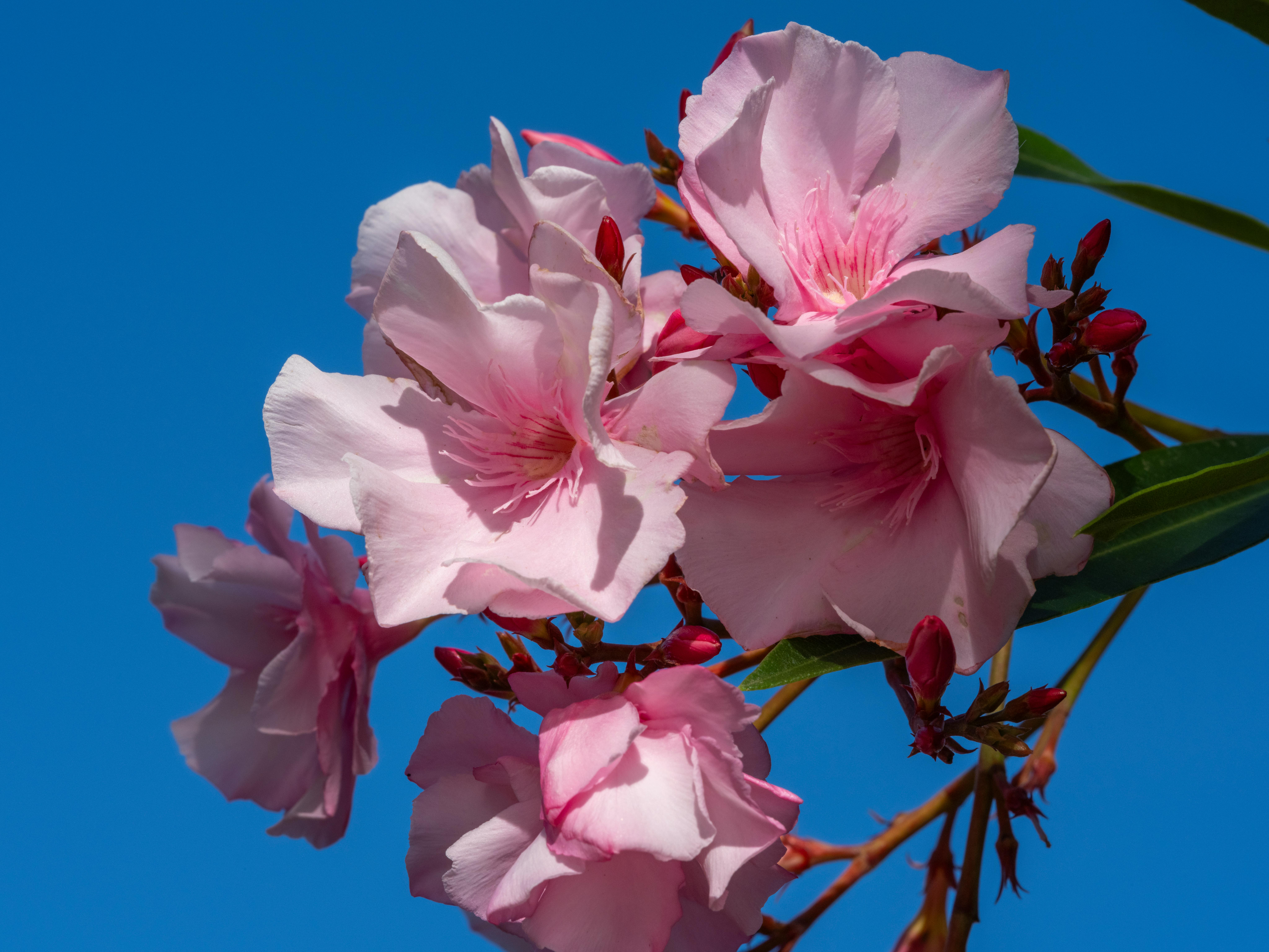 Bunga Bunga Indah Di Taman · Foto Stok Gratis
