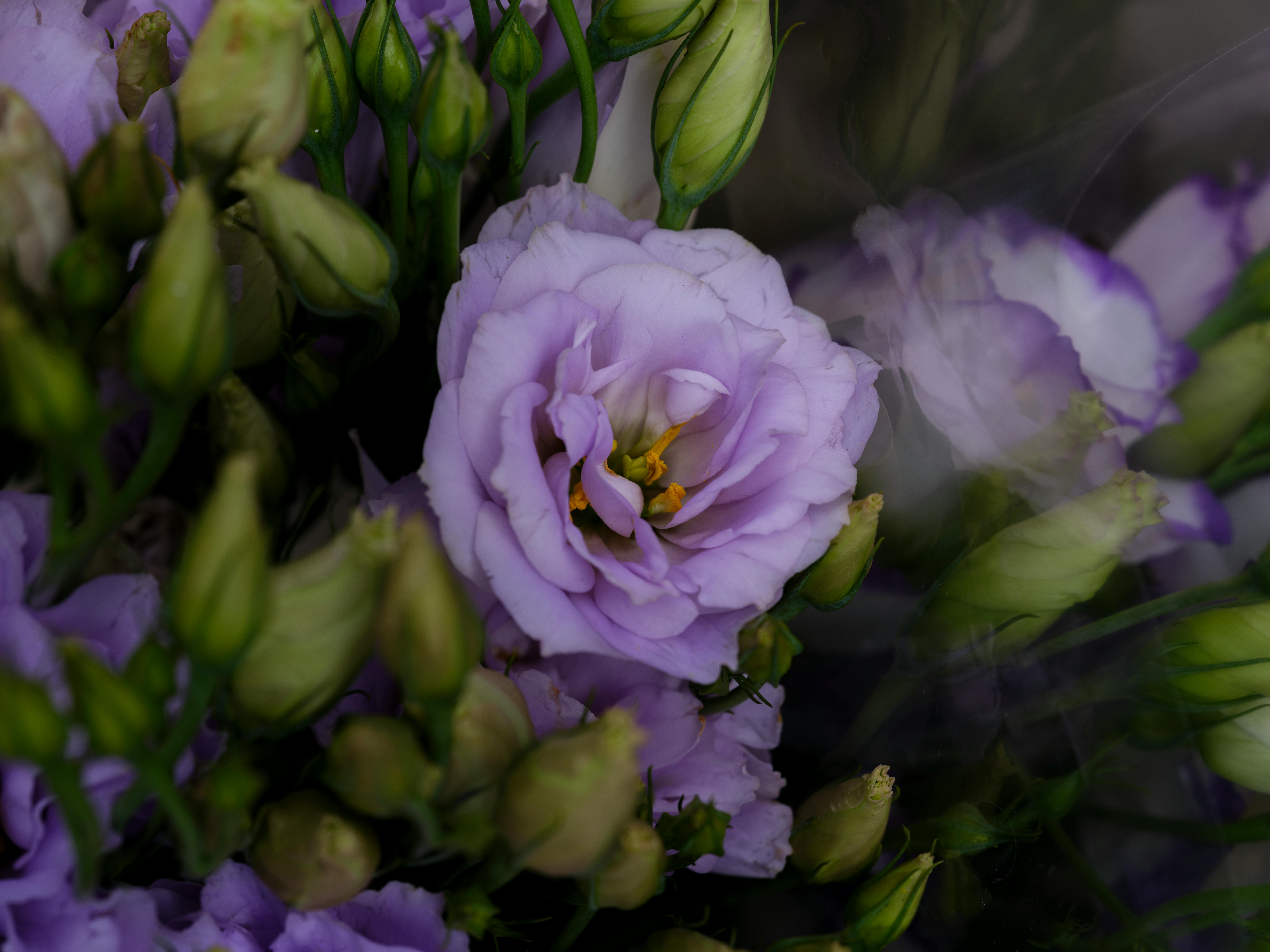 Vibrant Purple Lisianthus Flowers in Bloom · Free Stock Photo