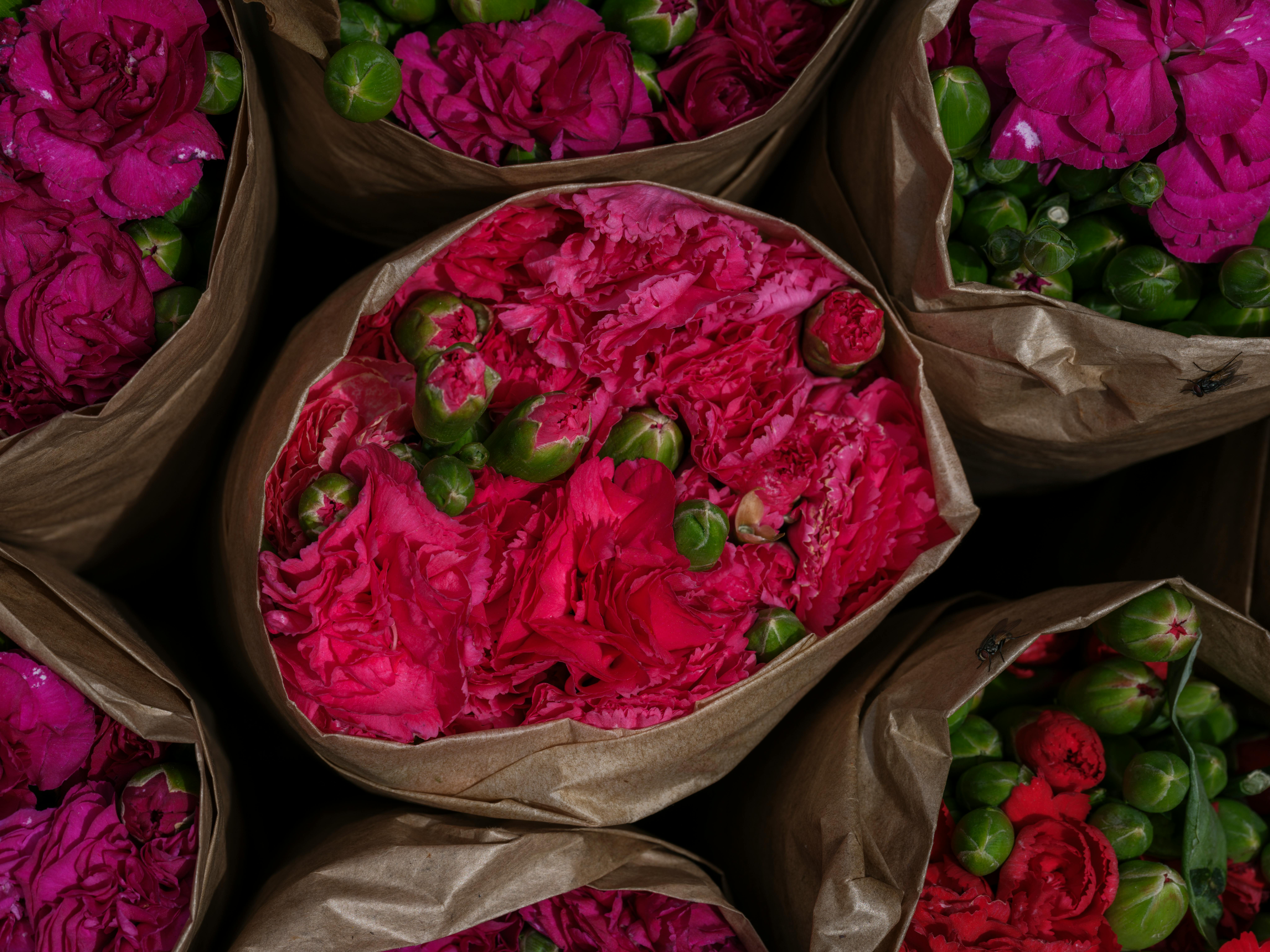 Vibrant pink roses in paper wraps for sale · Free Stock Photo