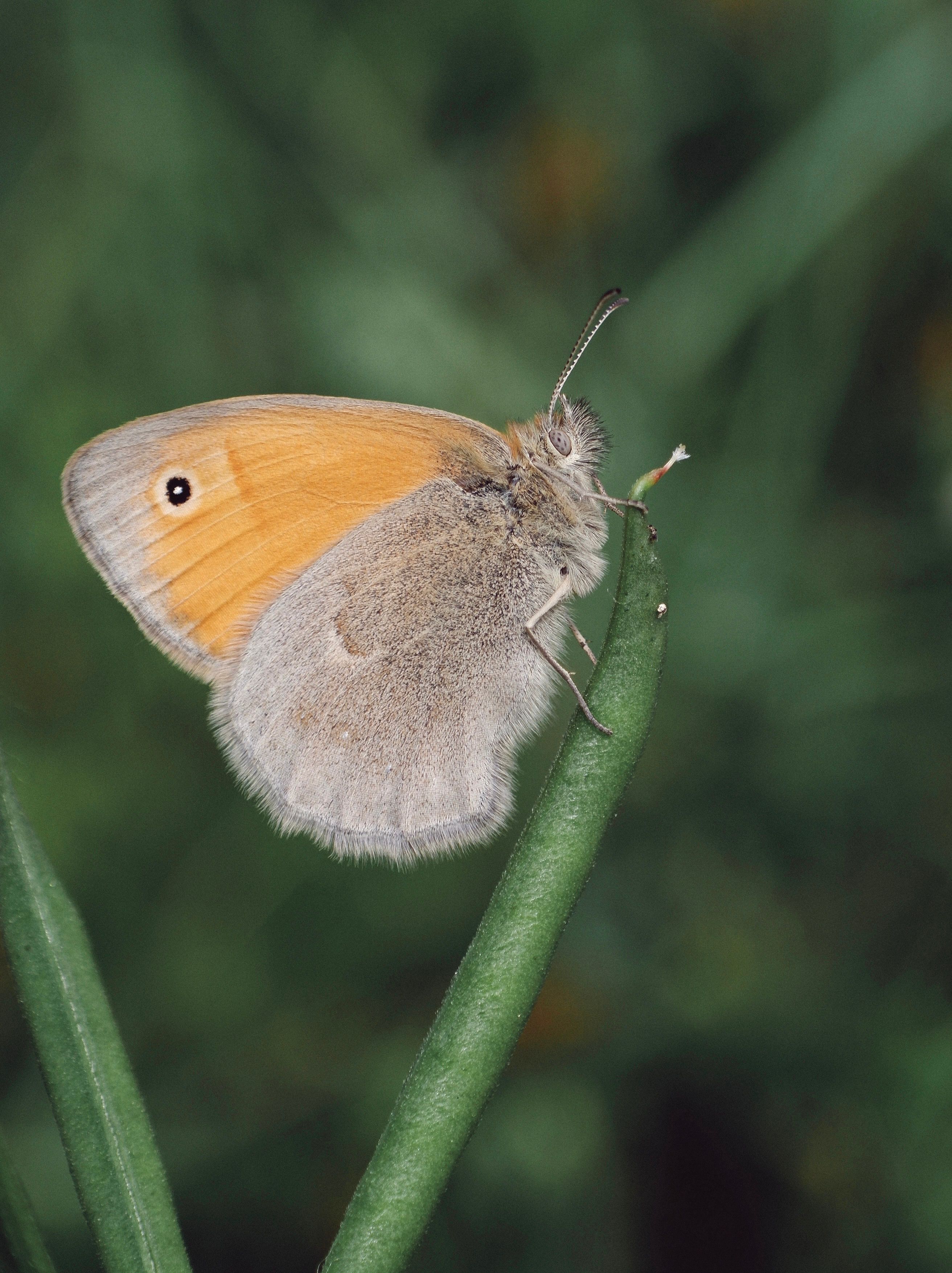 Close-Up of a Small Heath Butterfly Perched on Stem · Free Stock Photo