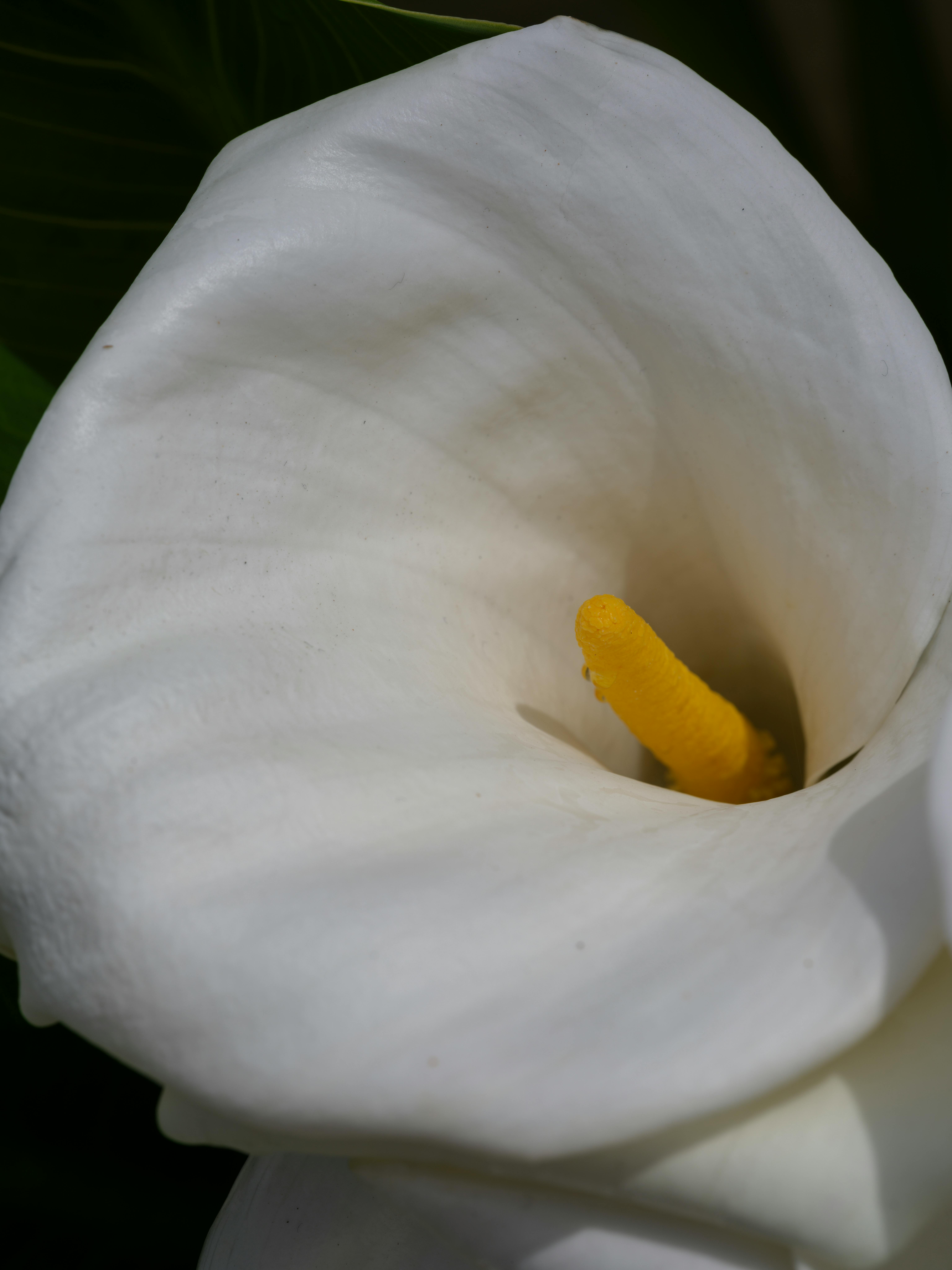 Close-up of a Calla Lily Bloom in Sunlight · Free Stock Photo