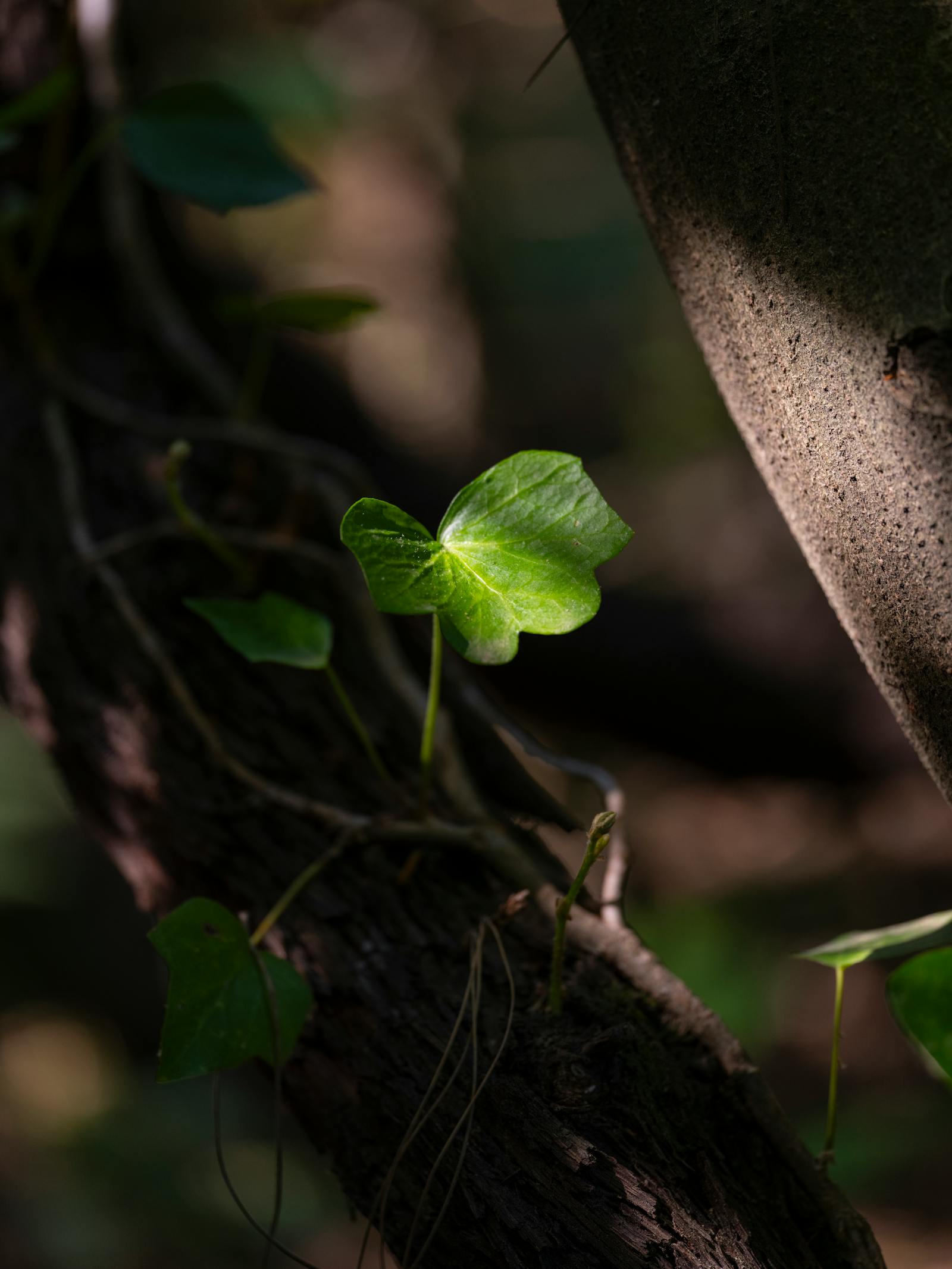 Tree Of Life Photos, Download The BEST Free Tree Of Life Stock Photos ...