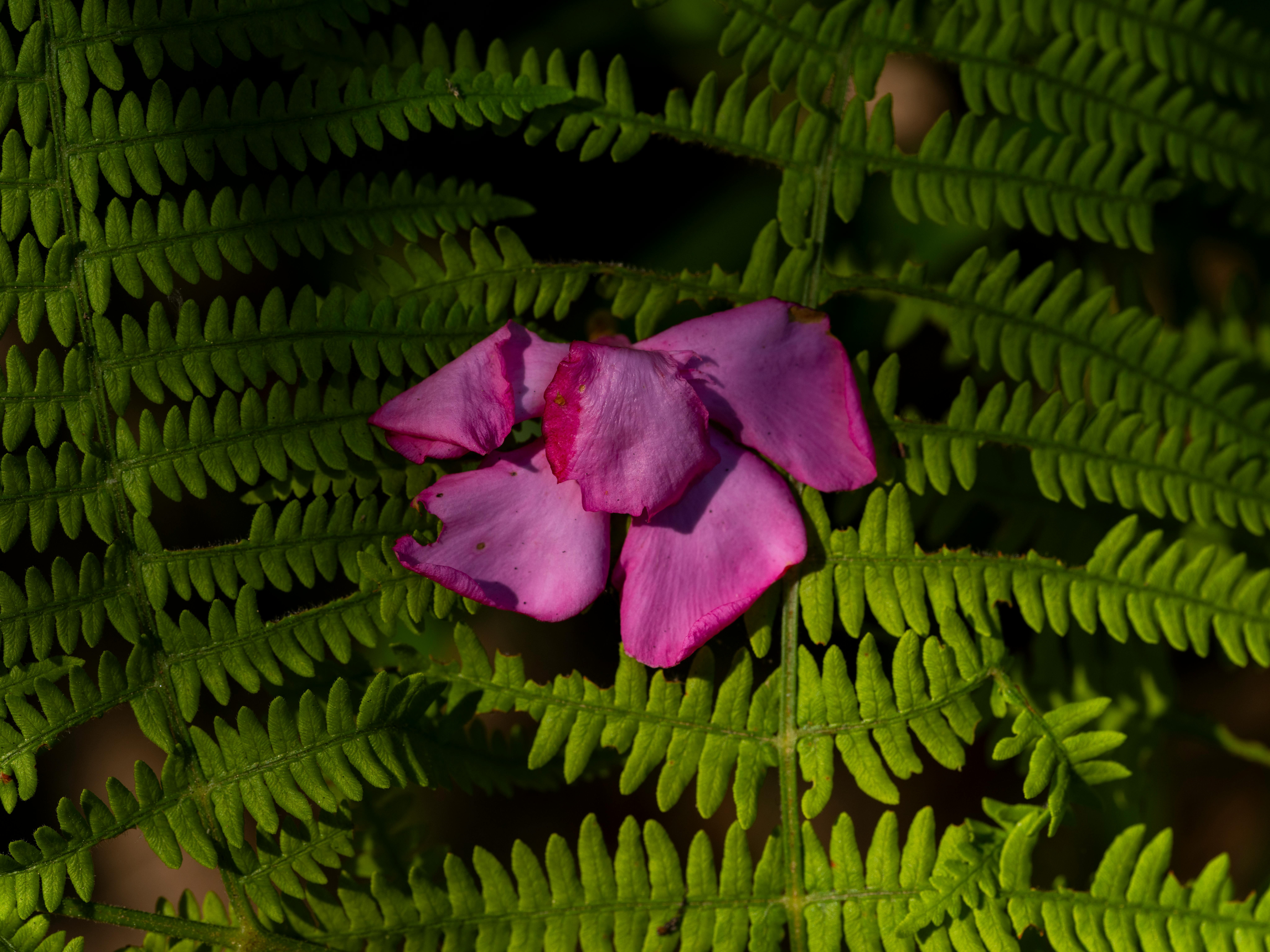 Pink Petals on Fern Leaves Close-Up · Free Stock Photo