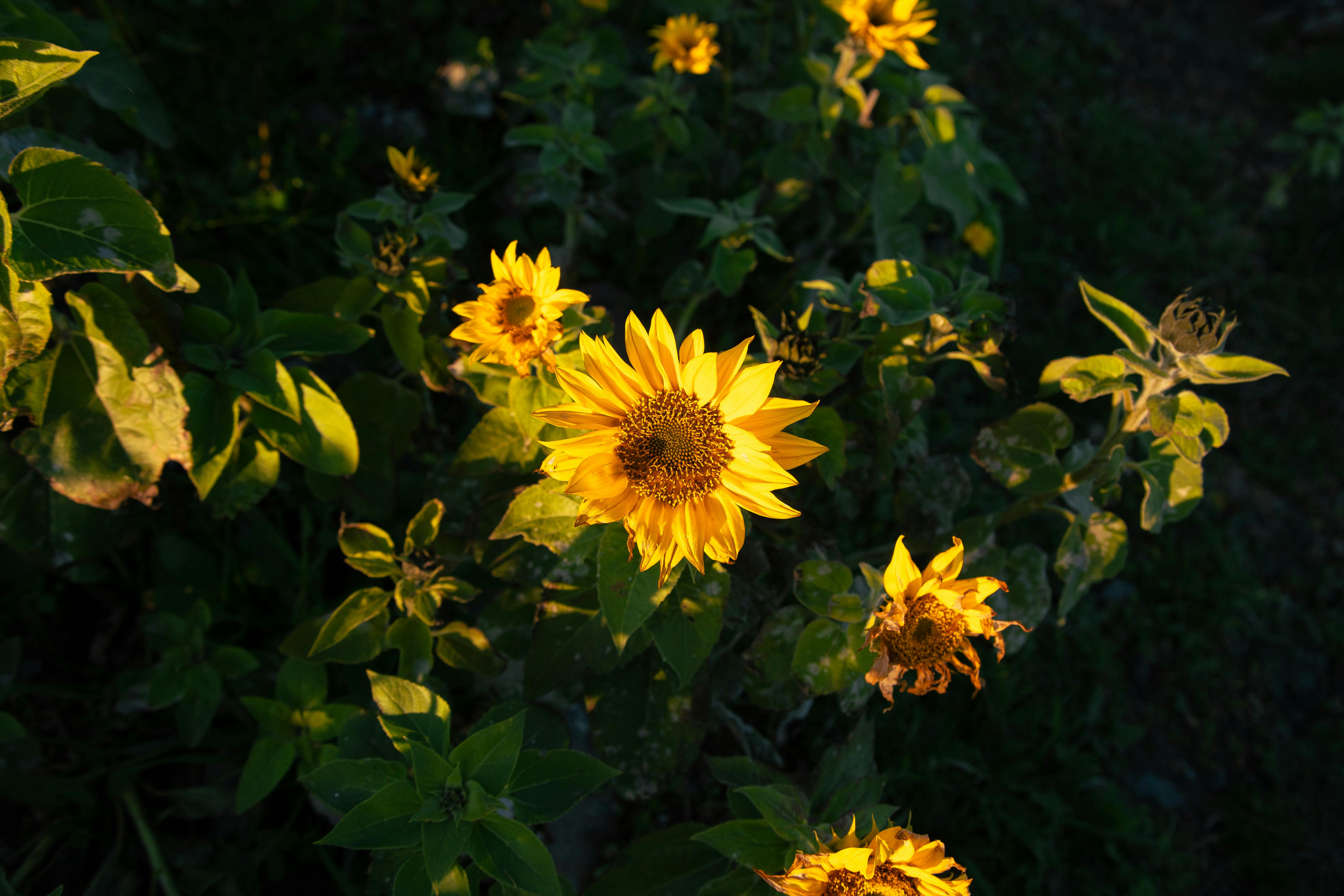 Sunflowers in Golden Hour Light Outdoors · Free Stock Photo