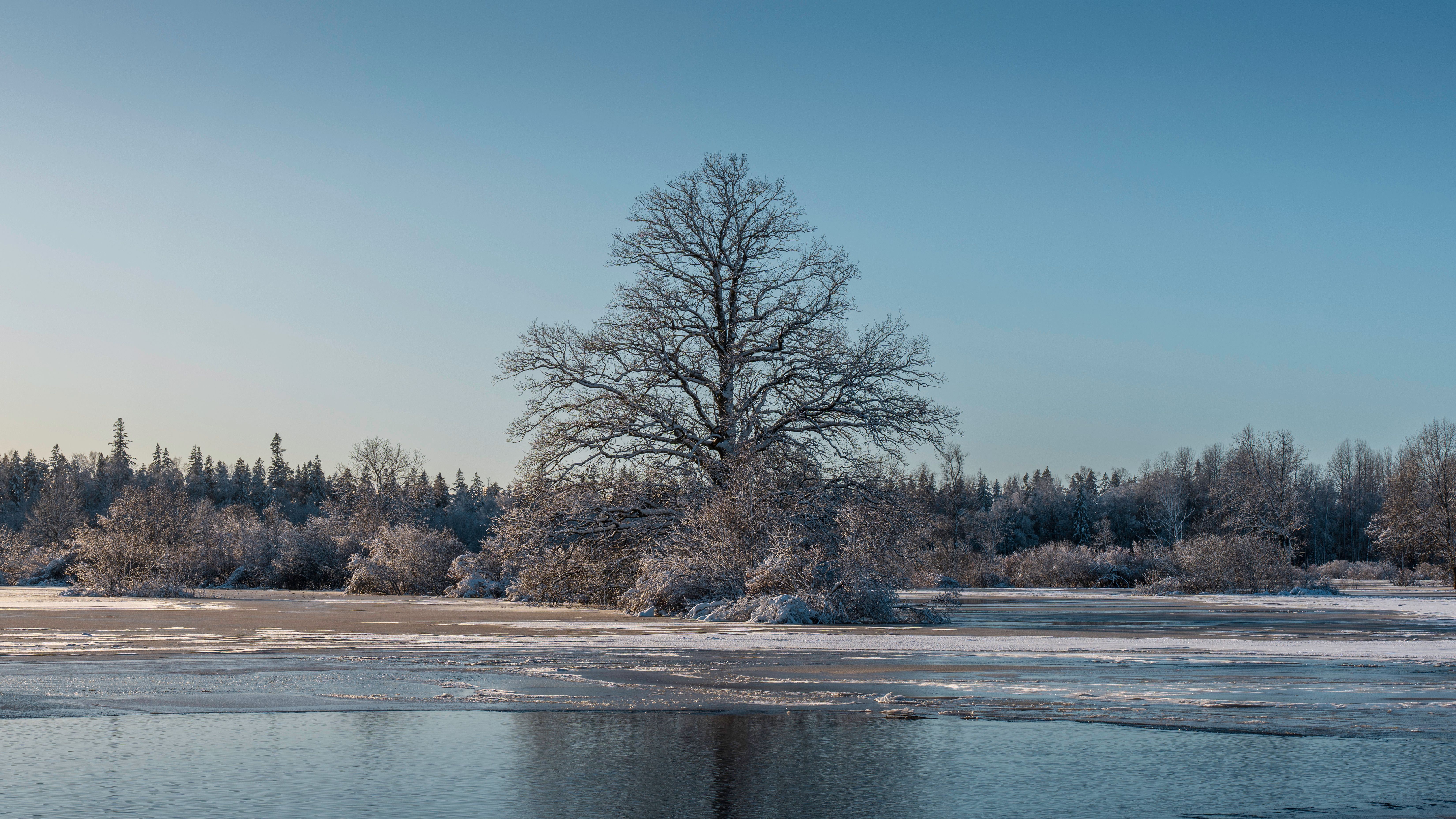 Bare Tree on Snow · Free Stock Photo