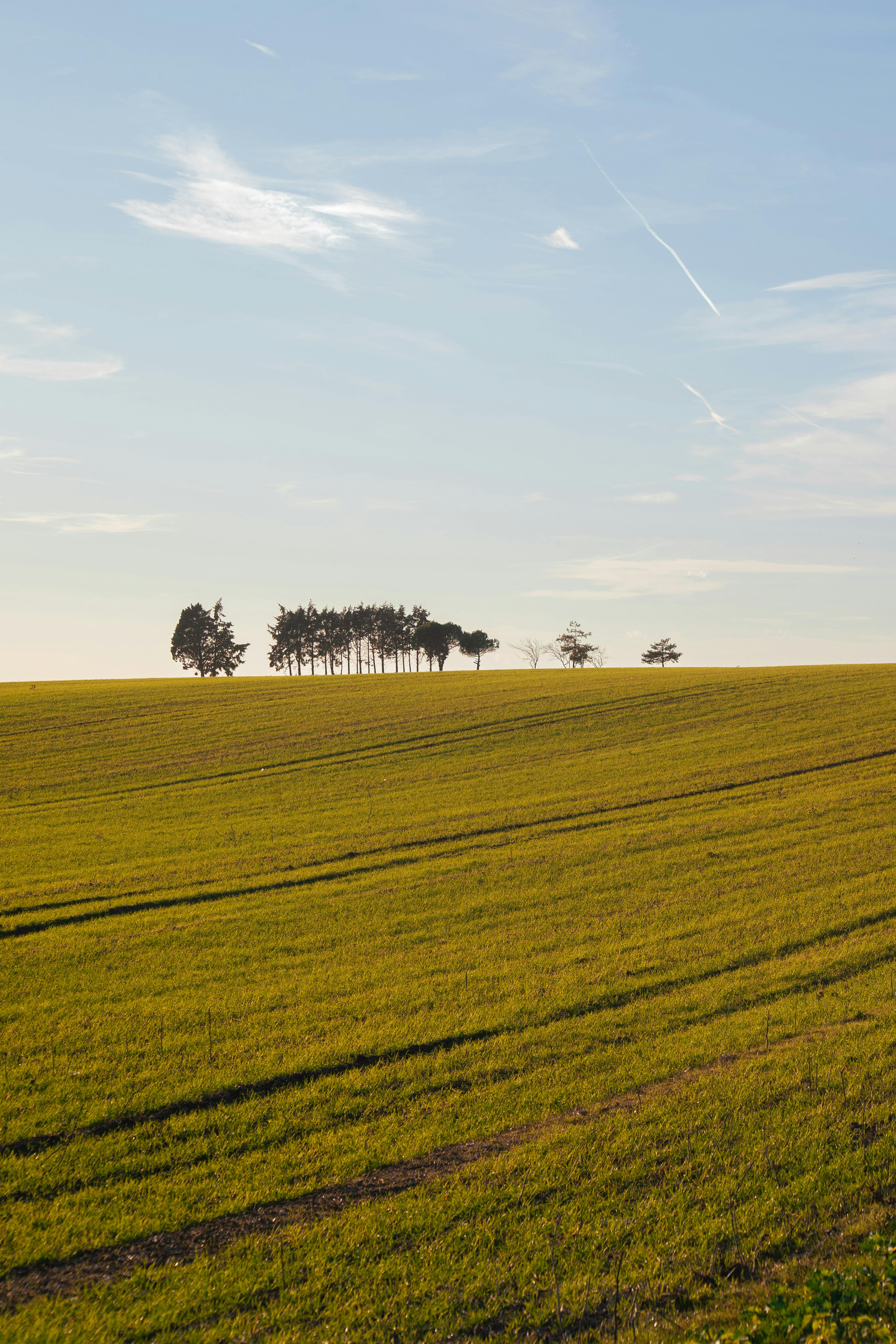 Scenic Sunset over Open Field with Trees · Free Stock Photo