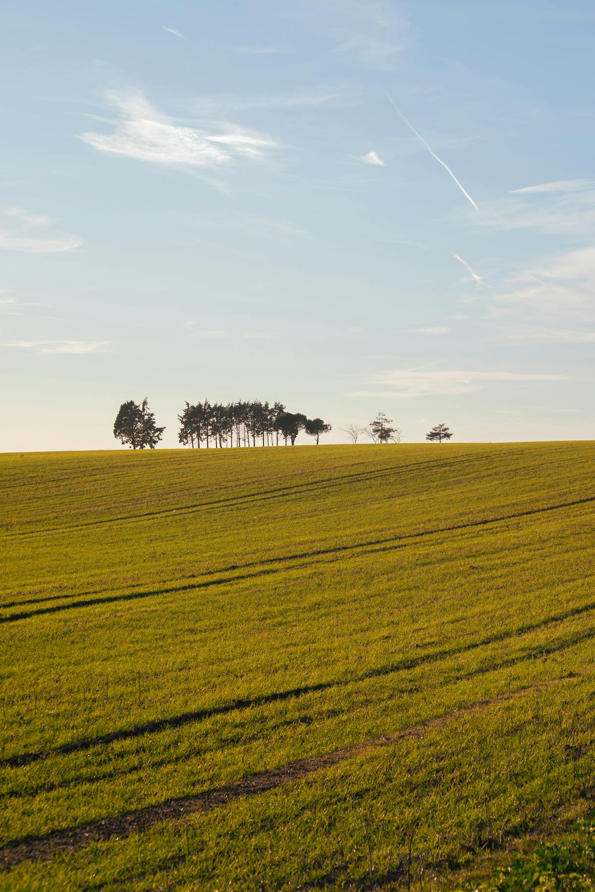 Tree Line Photos, Download The BEST Free Tree Line Stock Photos & HD Images
