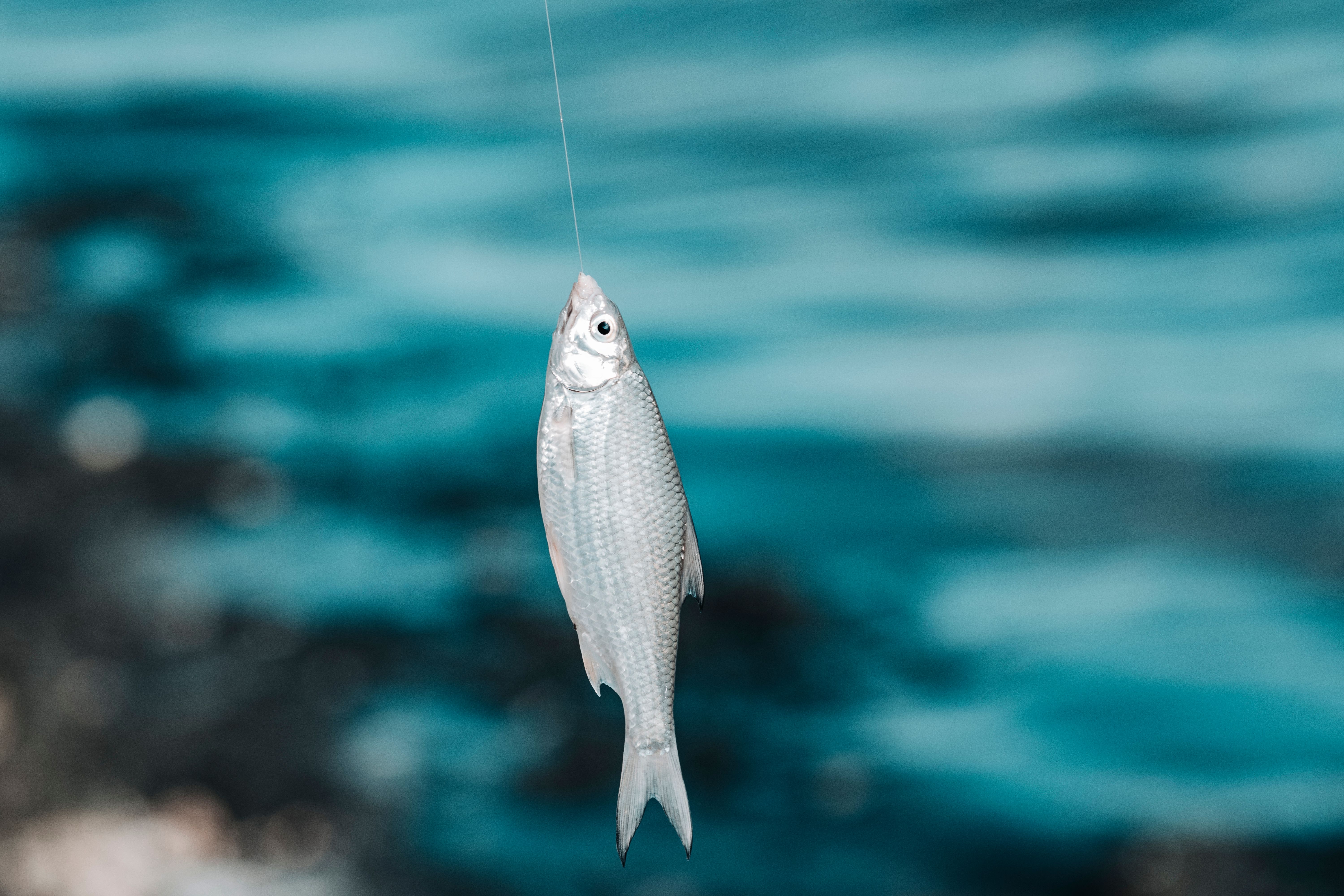 Shallow Focus Photo Of A Fish · Free Stock Photo