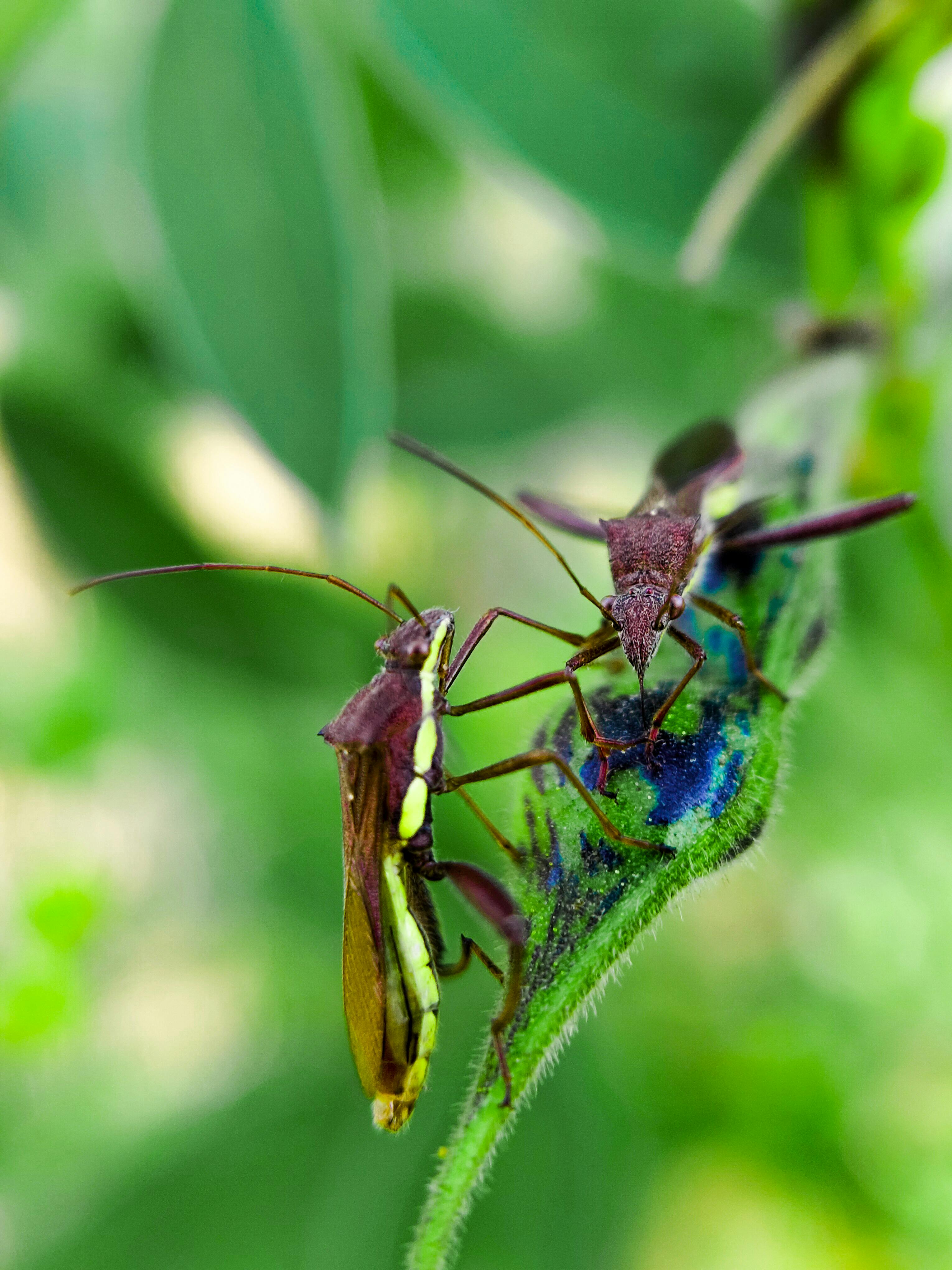Close-up of Insects on Green Foliage in Odisha · Free Stock Photo