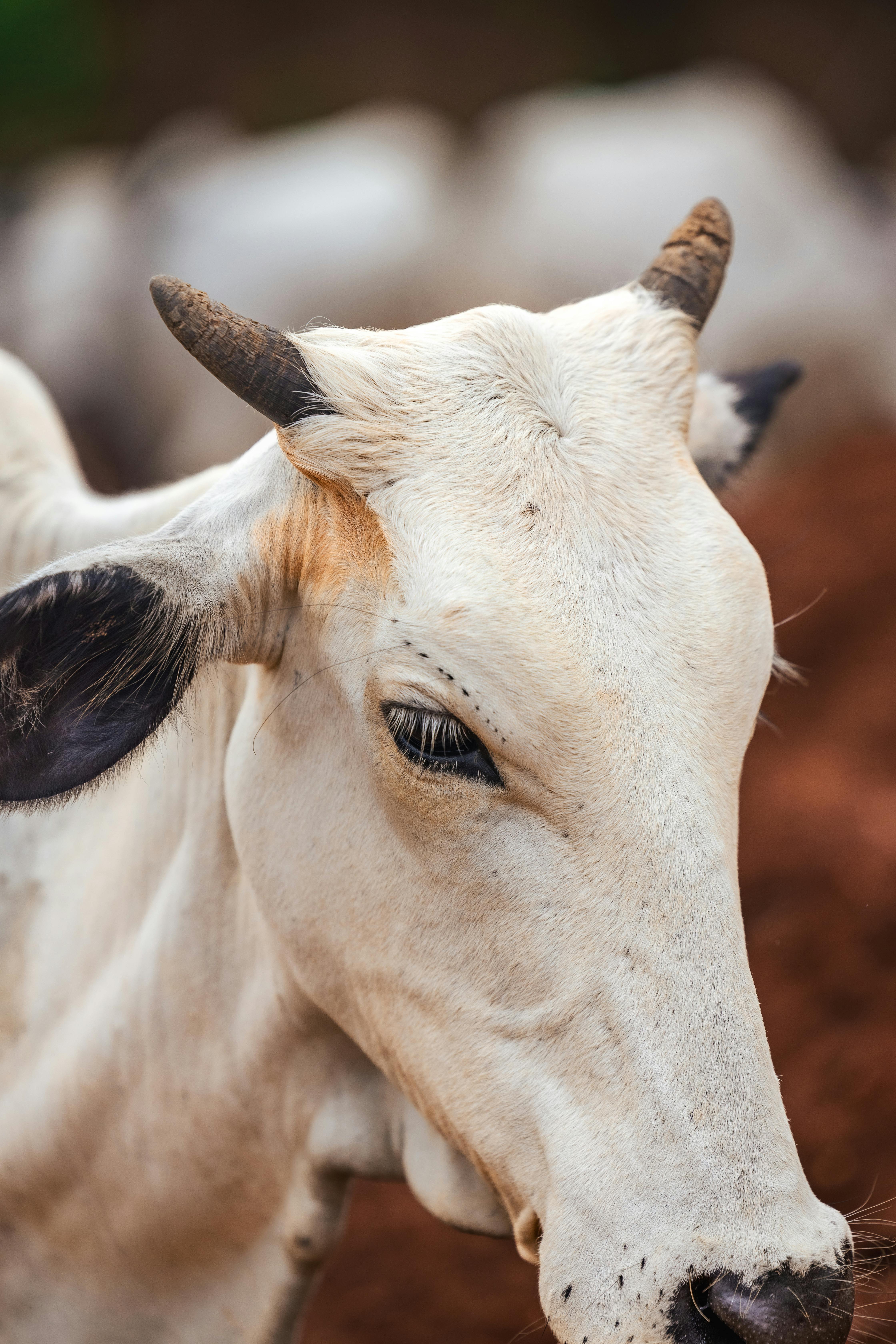Close-up of a White Cow in Abuja, Nigeria · Free Stock Photo