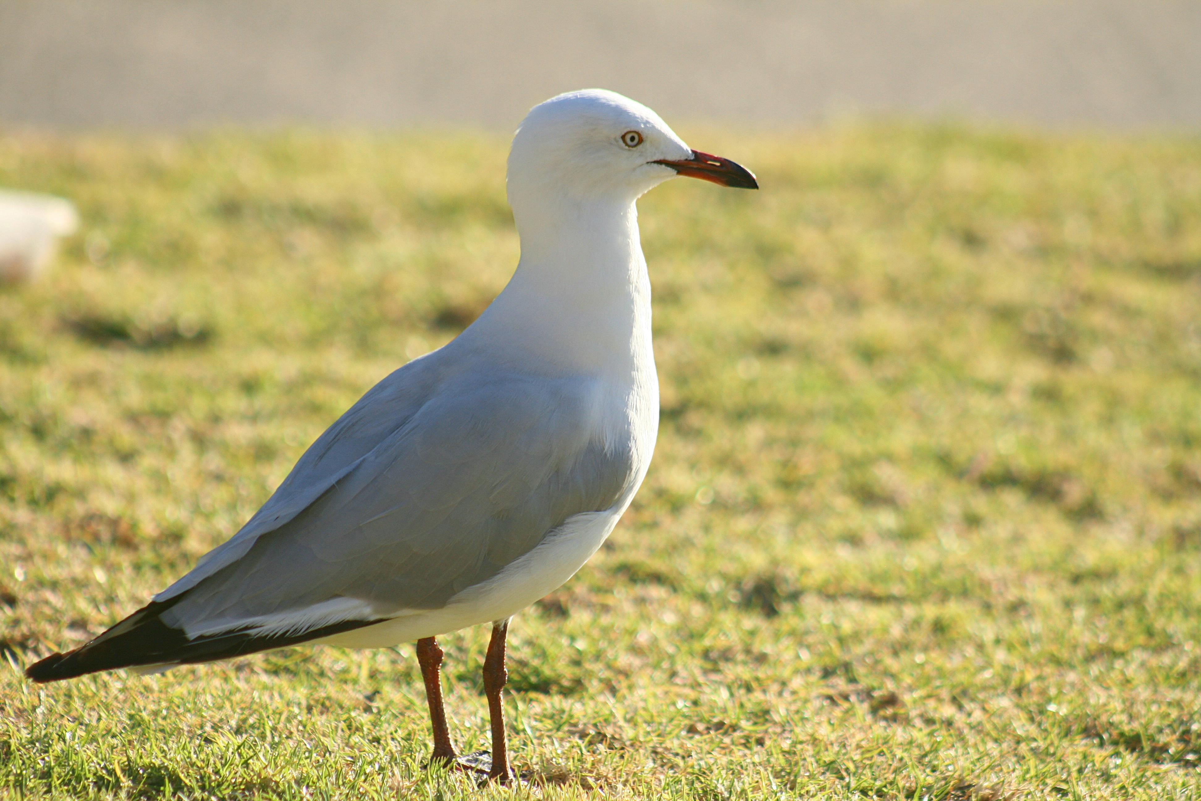 Seagull on Grassy Field in Perth Australia · Free Stock Photo