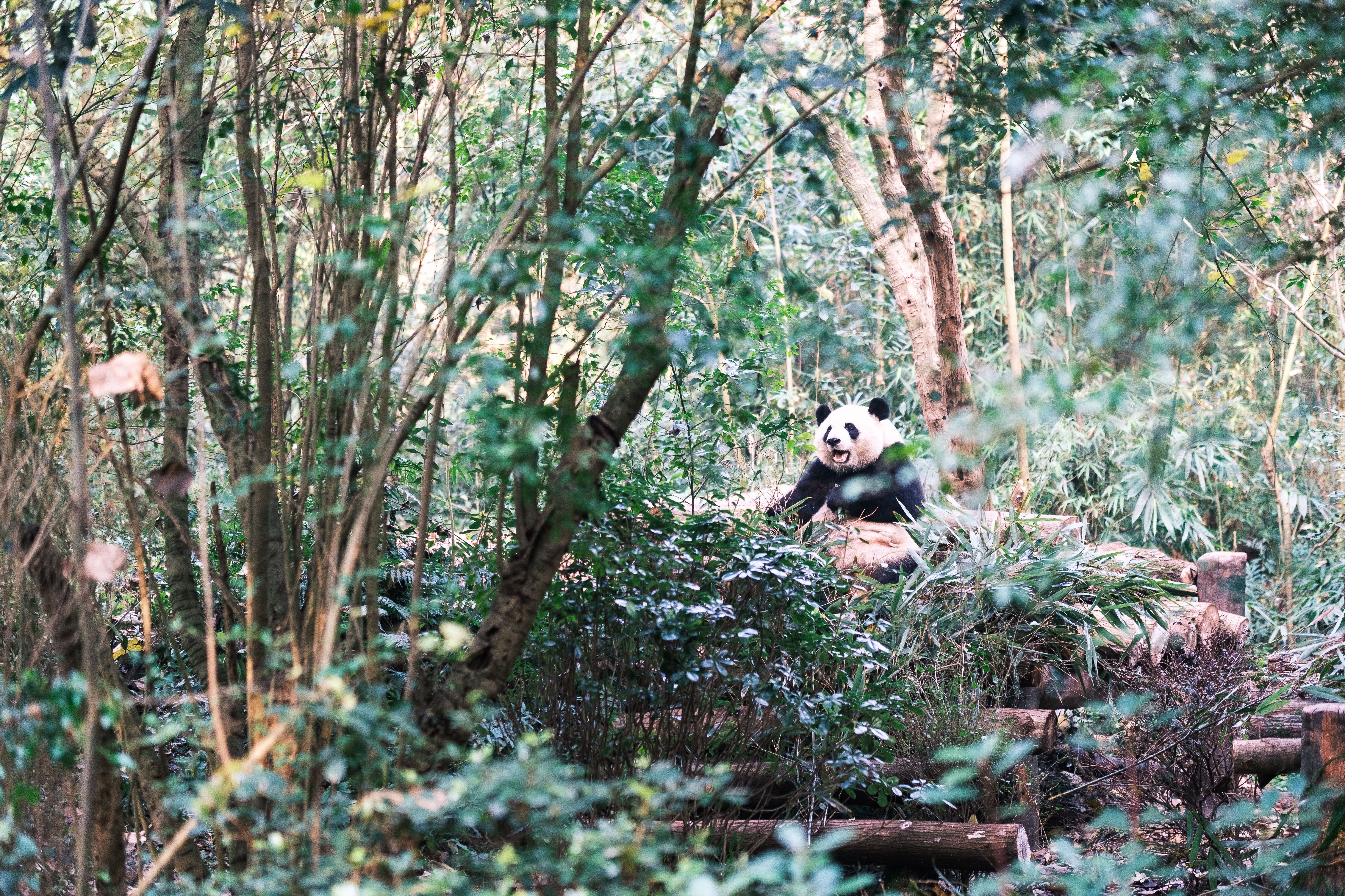 Giant Panda in Lush Forest Habitat · Free Stock Photo