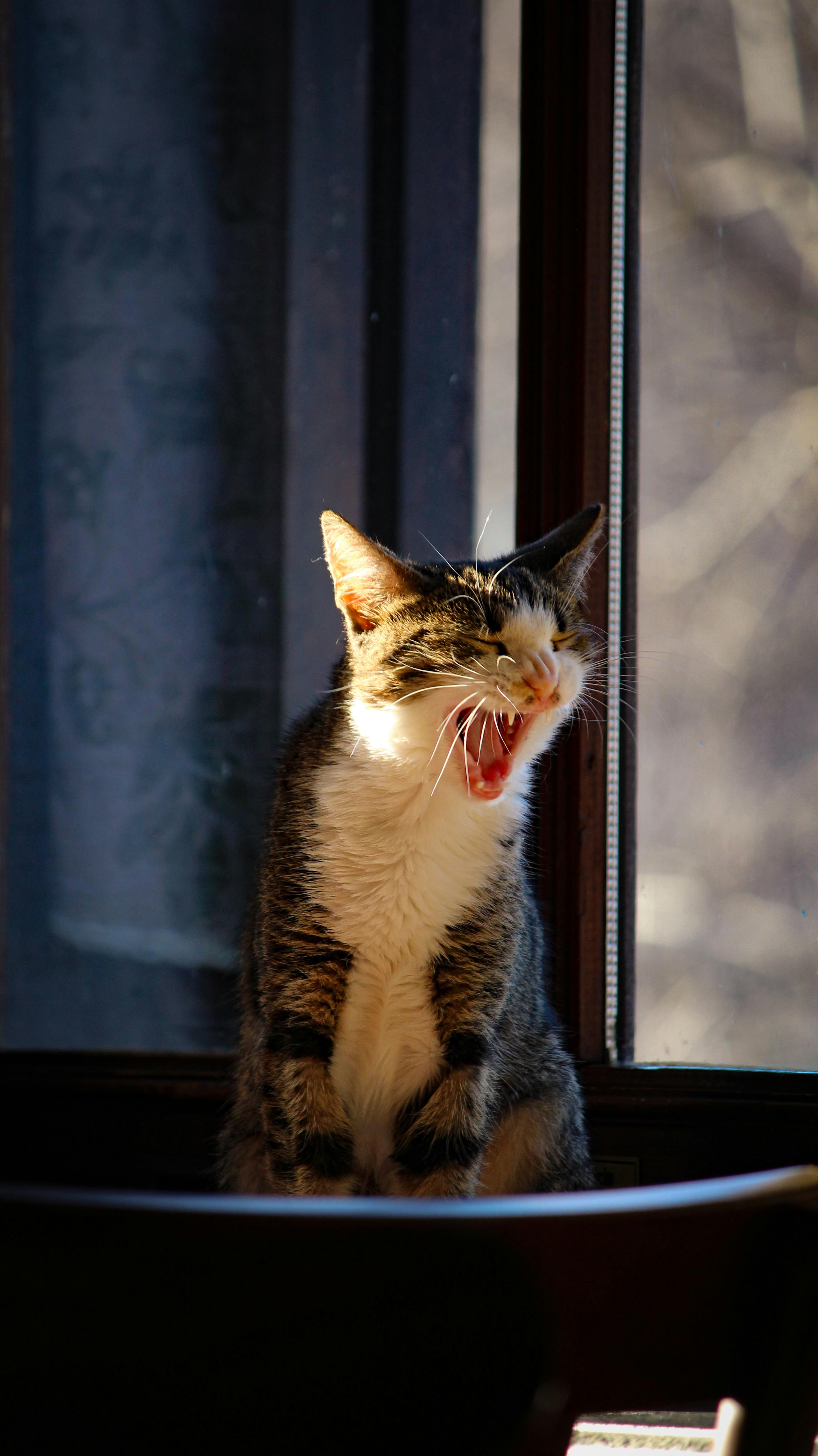 Cats On A Photos, Download The BEST Free Cats On A Stock Photos & HD Images