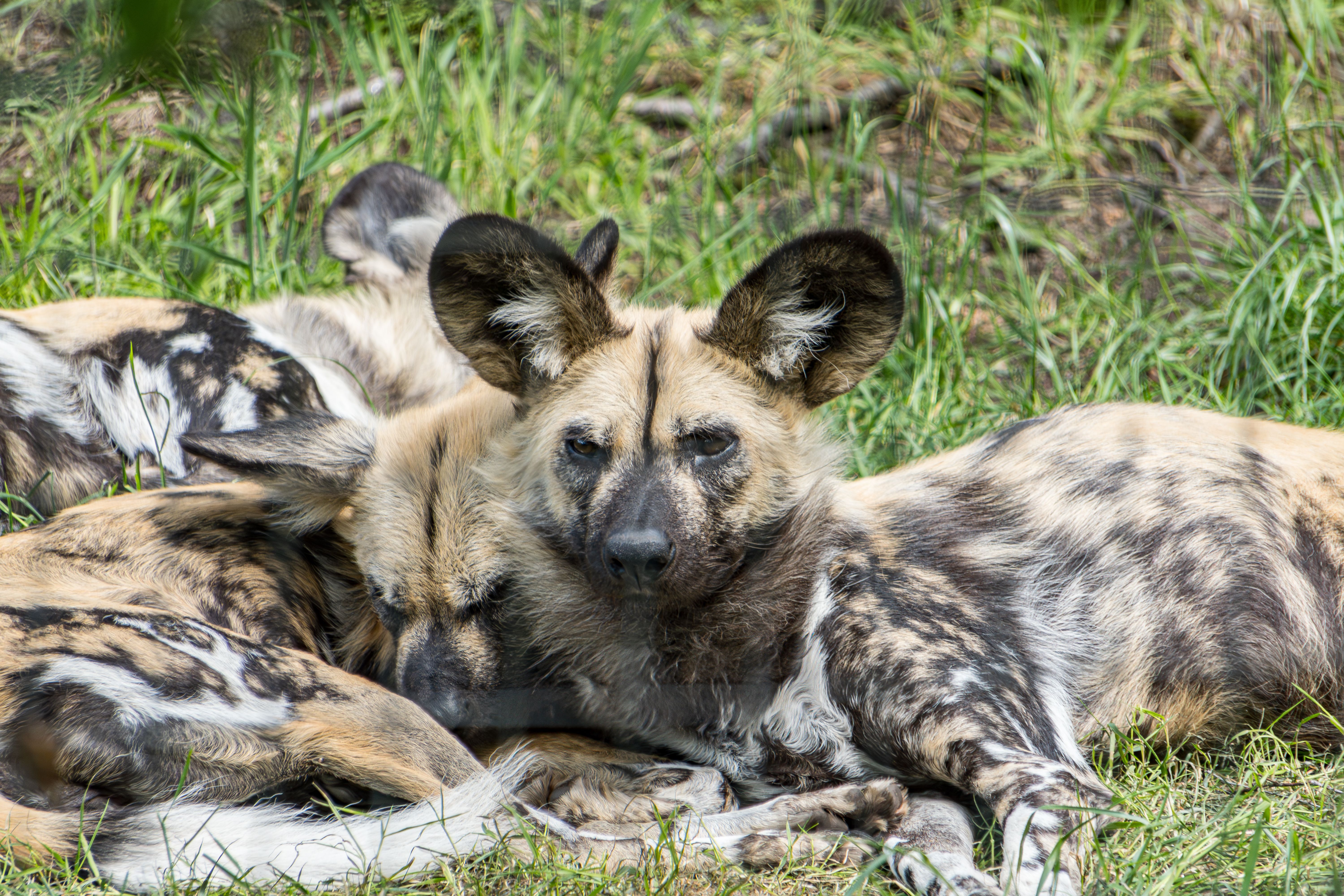 African Wild Dogs Resting in UK Grassland · Free Stock Photo