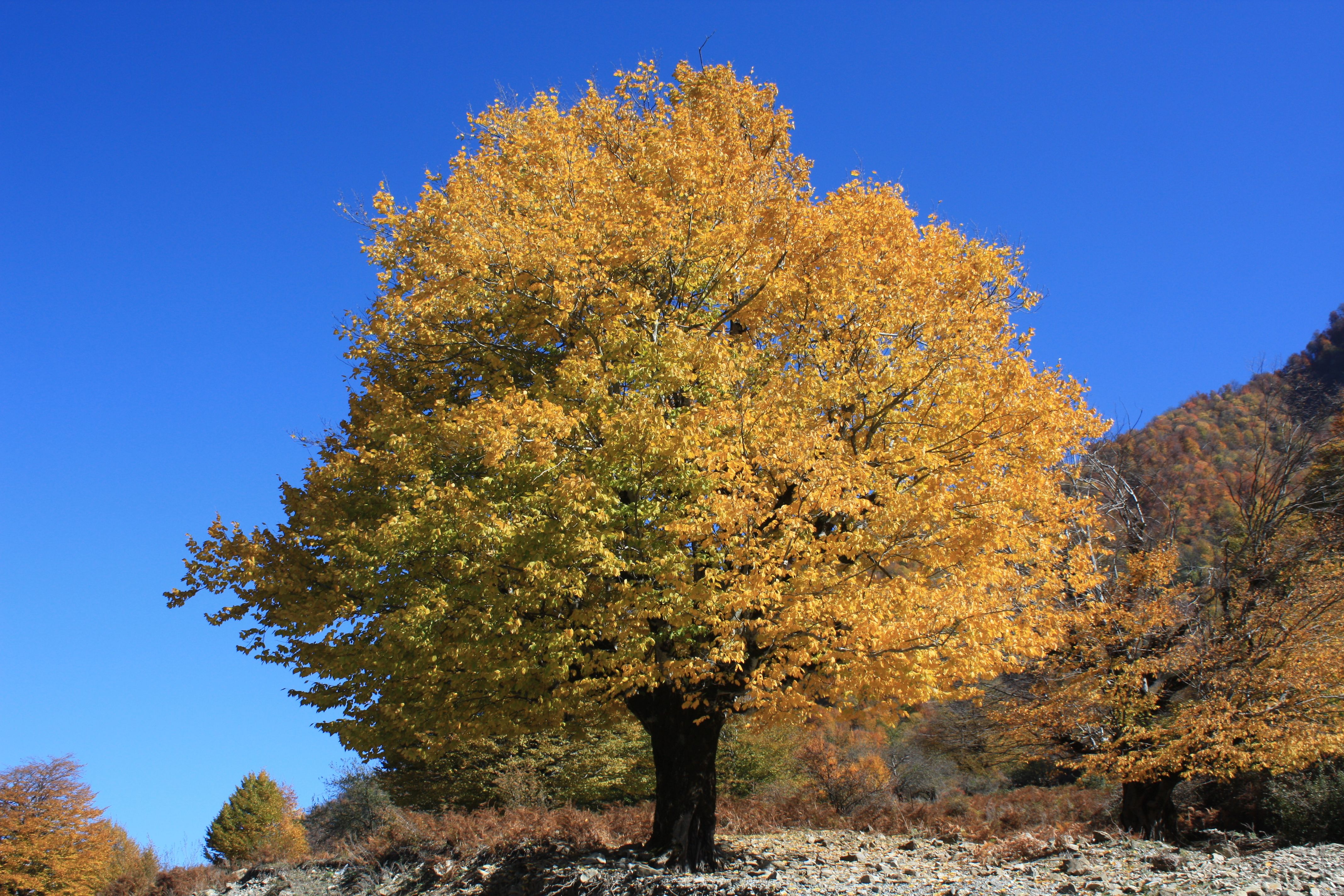 Fall Forest Photos, Download The BEST Free Fall Forest Stock Photos ...