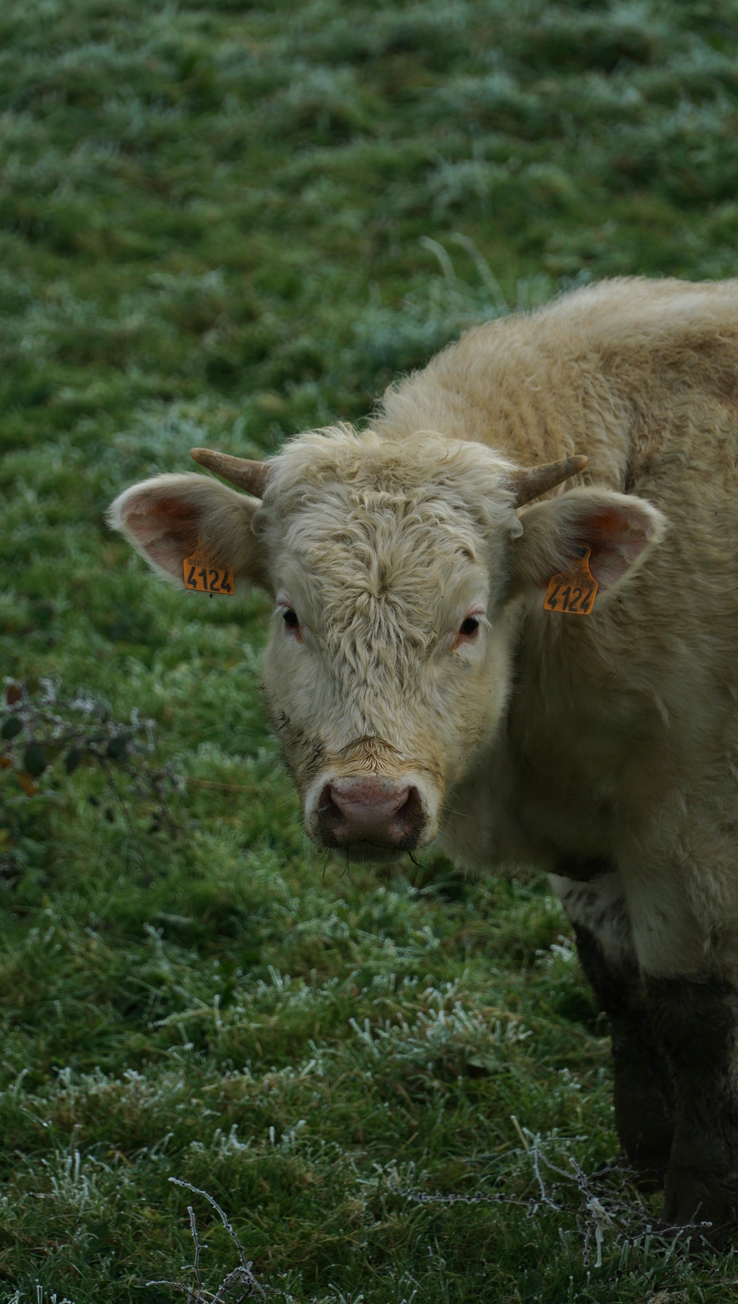 Charolais Cow in Frosty Field, France · Free Stock Photo