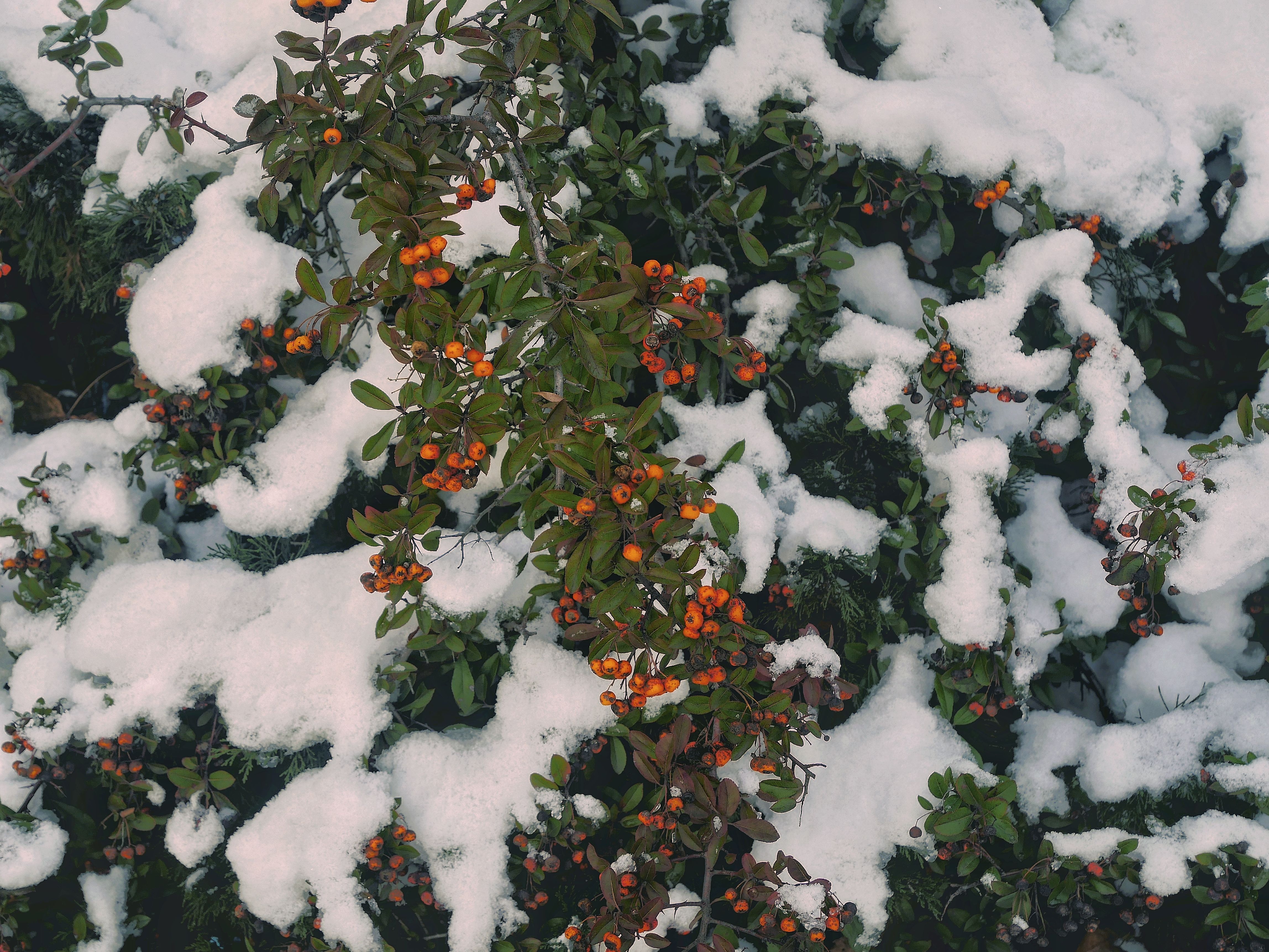 Snow-Covered Berries on a Winter Greenery · Free Stock Photo