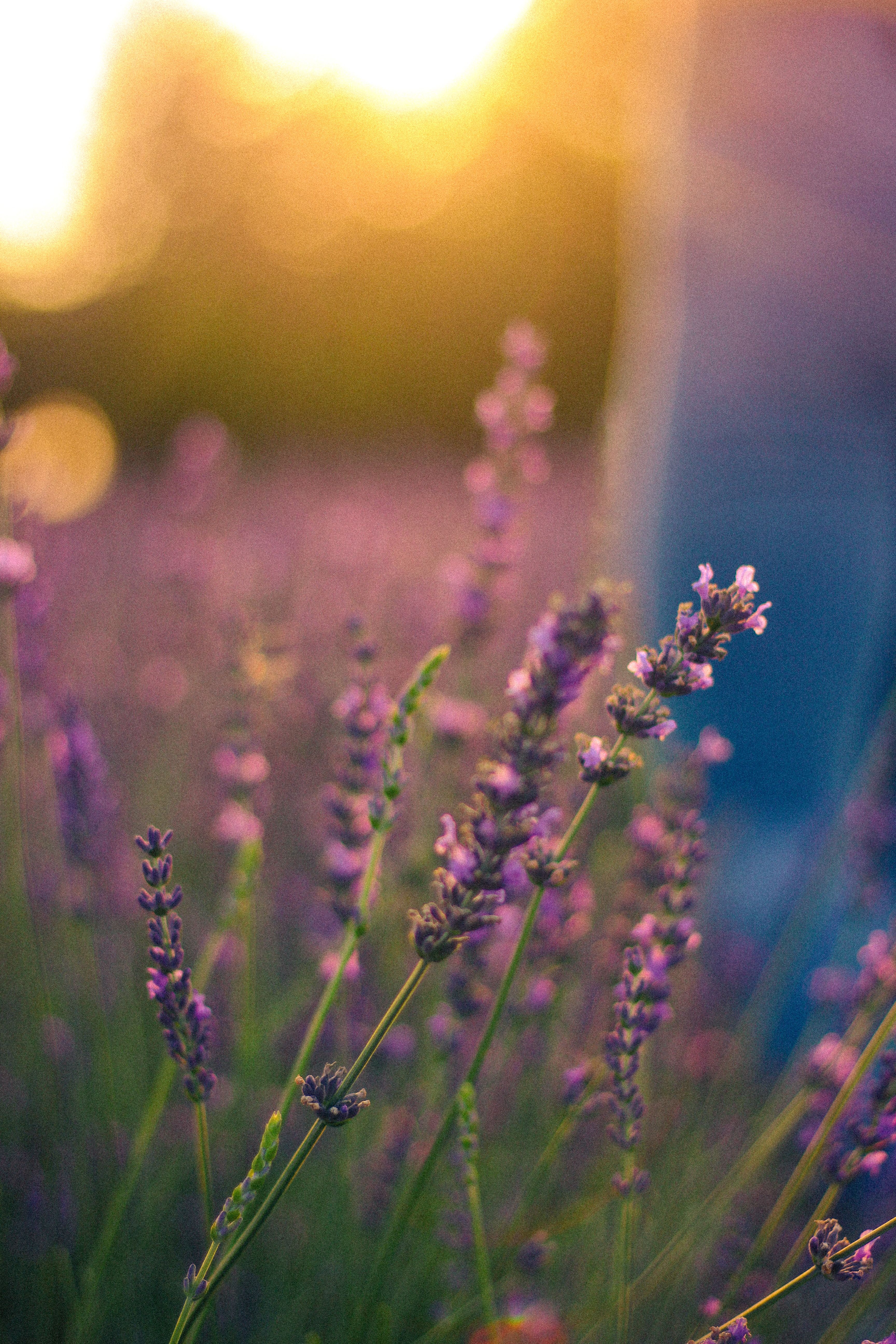 Purple Flower Field · Free Stock Photo